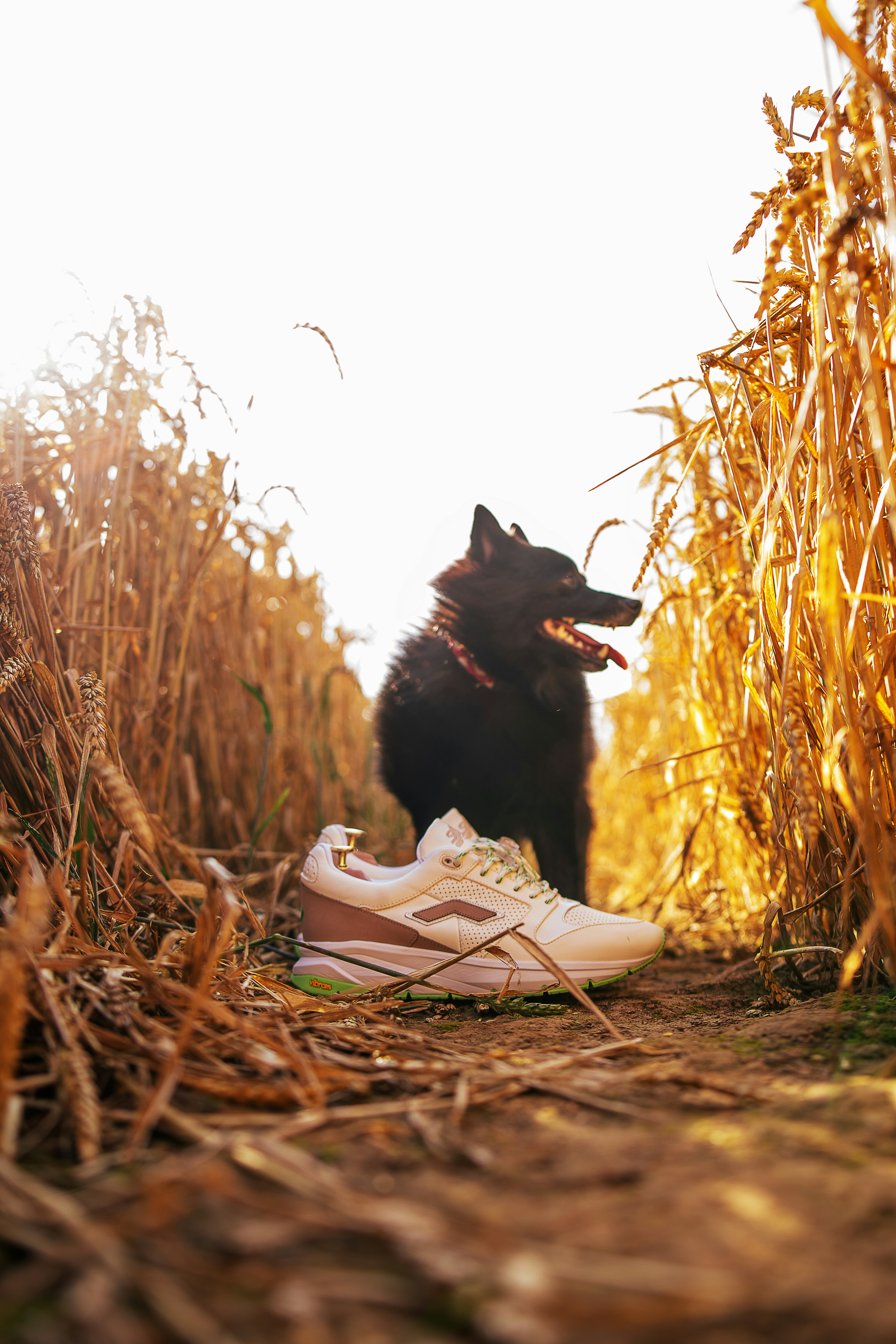Ground-Level Sneaker in a Golden Wheat Field, with a Black Shepherd Bathed in Sunset Light