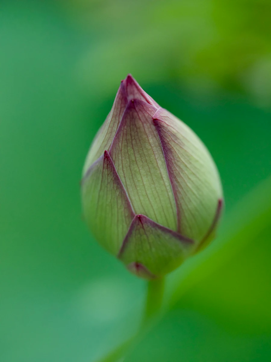 A pale green lotus bud with pink-tipped petals stands sharply against a smooth green background. The shallow depth of field isolates the bud as the main subject.