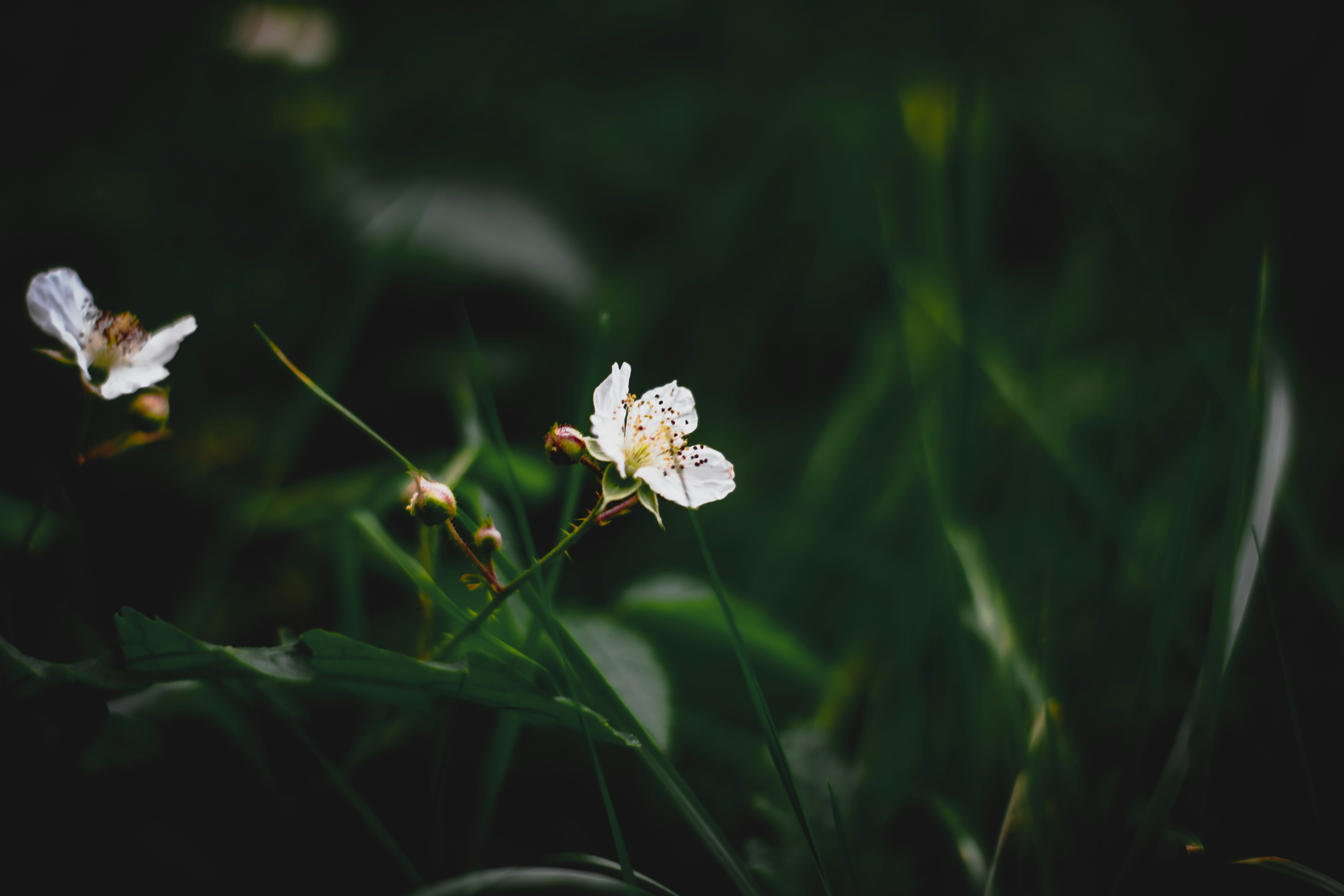 White wildflower with a beautiful green, moody background | white flower in tilt shift lens