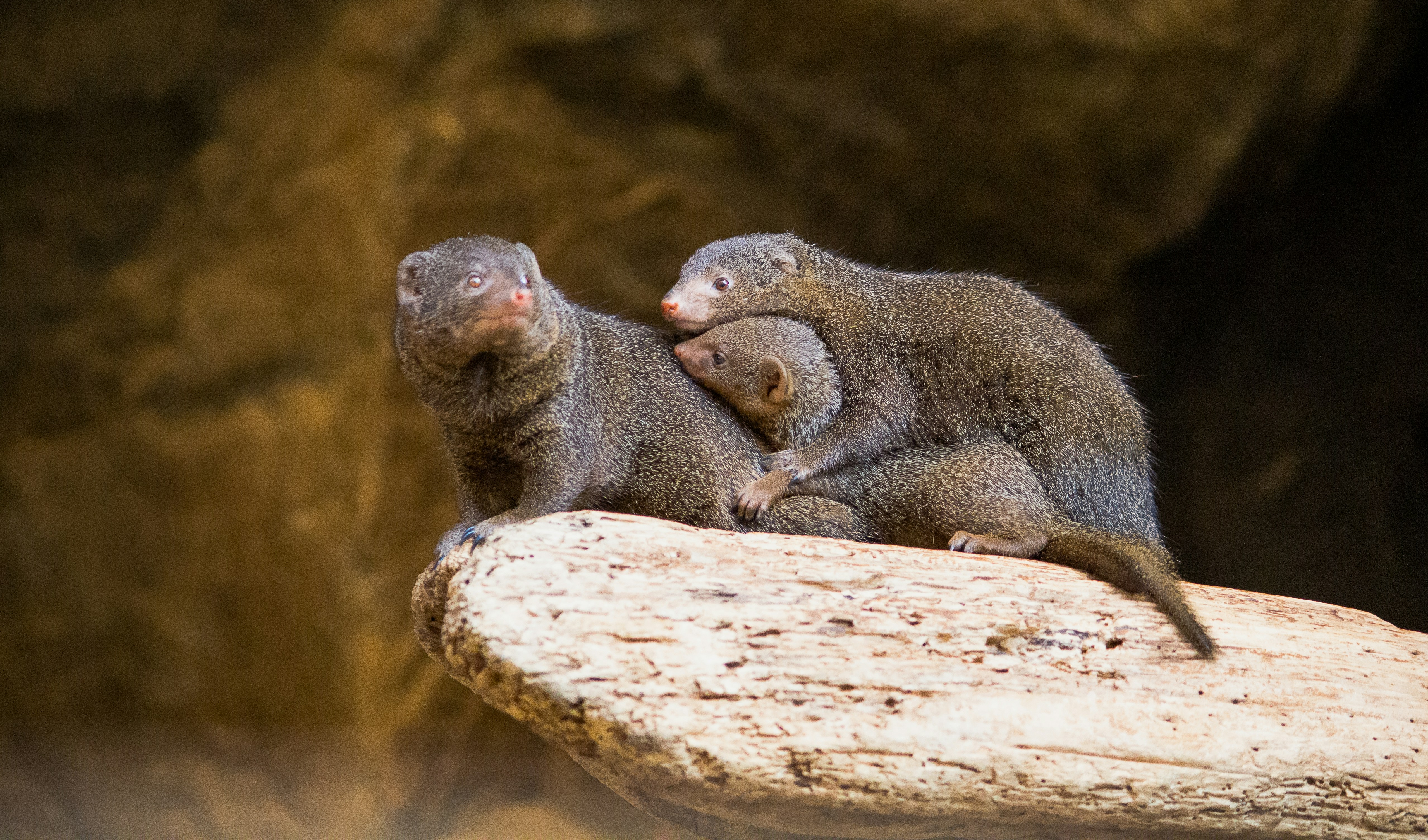 A family of mongoose having a group hug