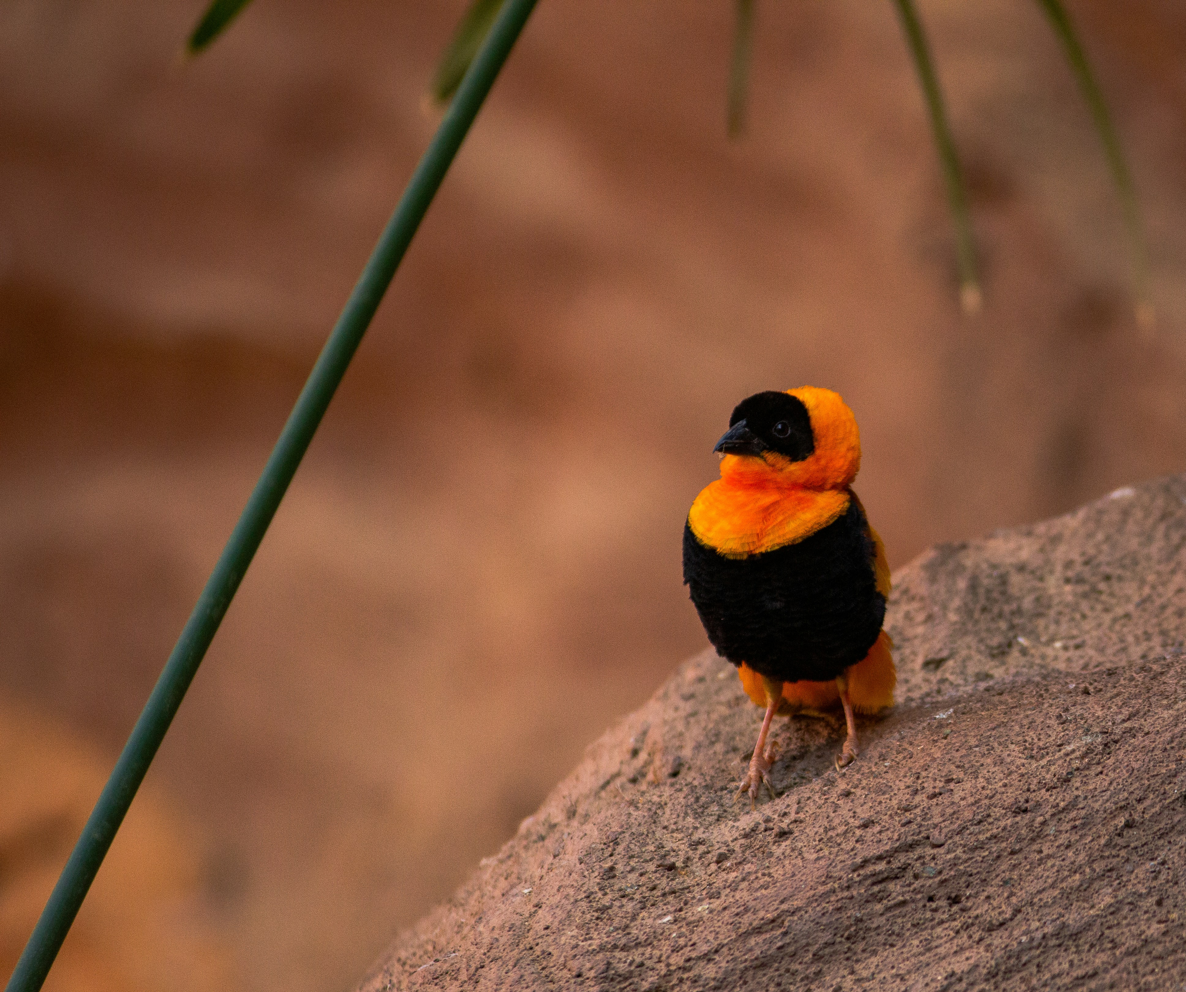 Colorful bird perched on a rocky surface, surrounded by natural textures and earthy tones.