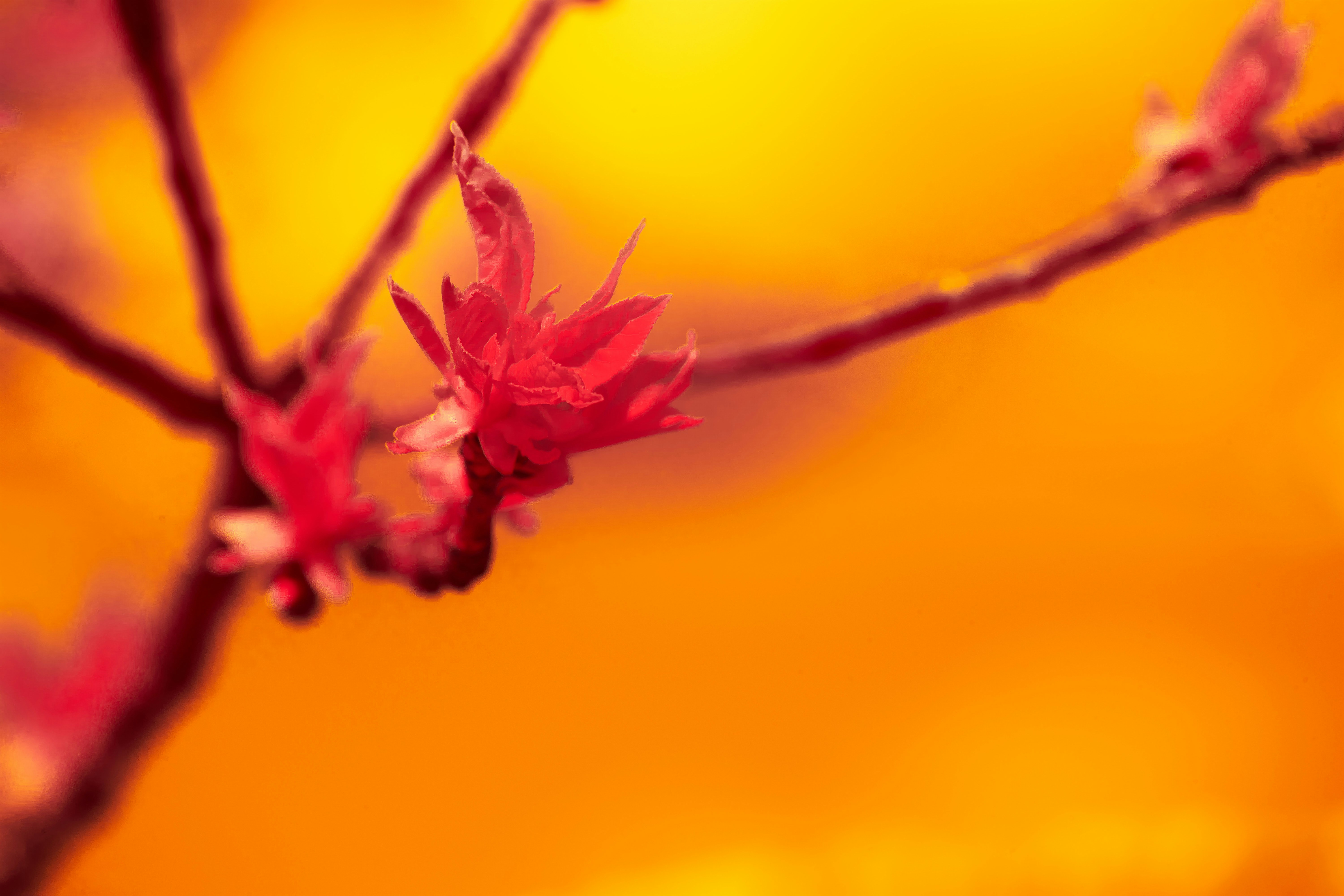 Crimson Bloom in a Sea of Sunset: macro close-up on a pink blossom against amber bokeh