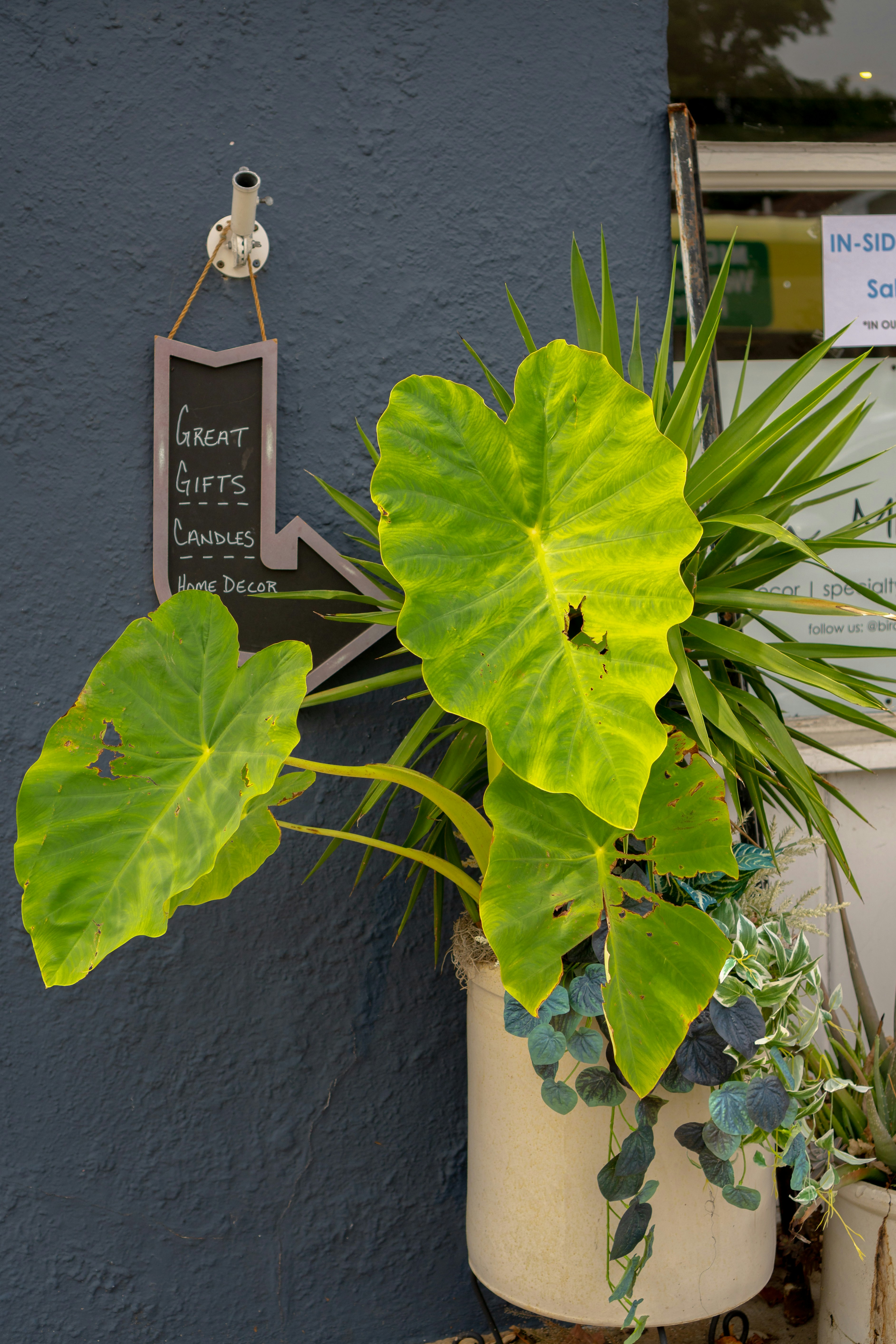 Sunlit Elephant Ear Foliage Framing a Chalkboard Sign by a Painted Wall