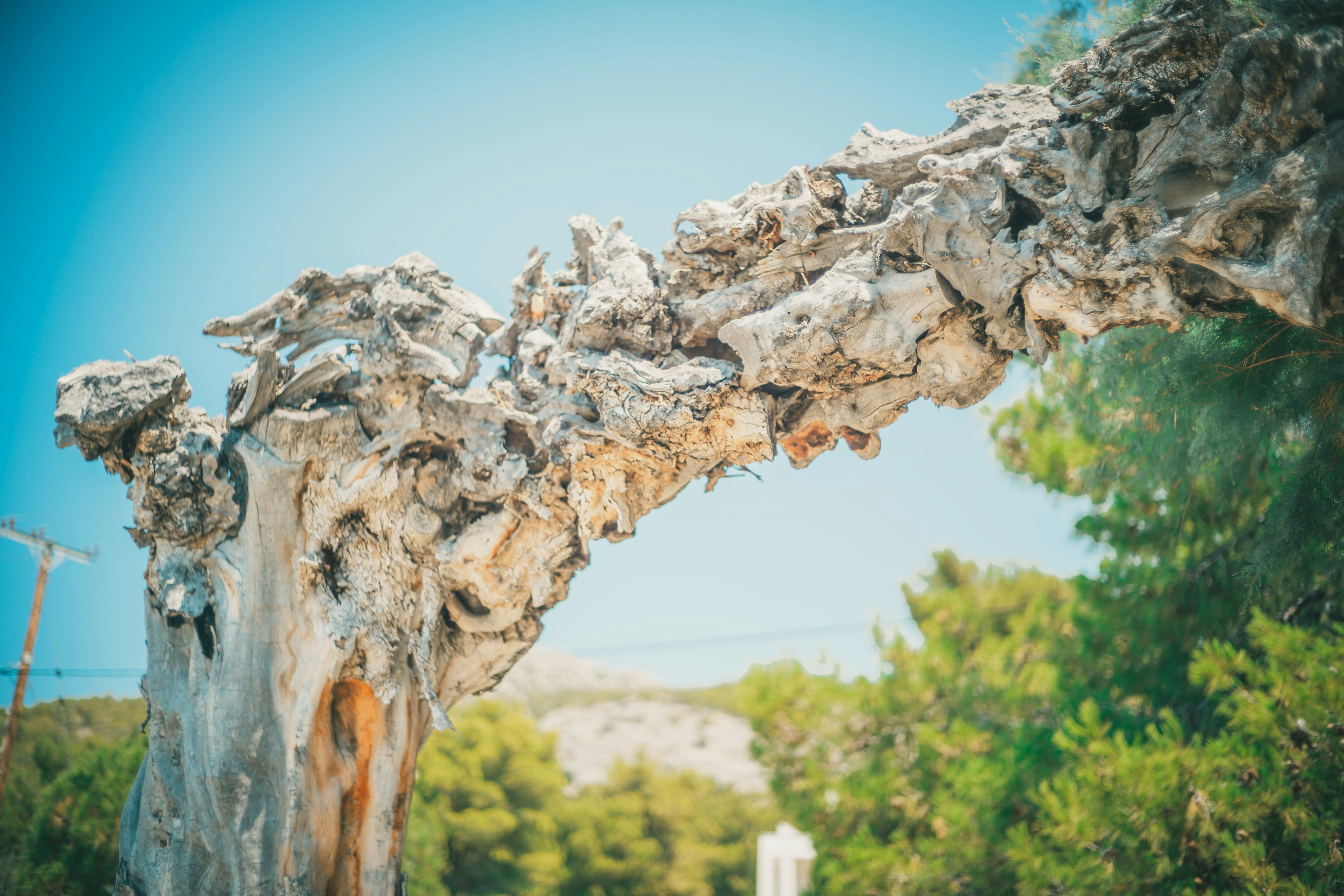 Ancient Arches: Weathered Tree Trunk Framing a Bright Sky