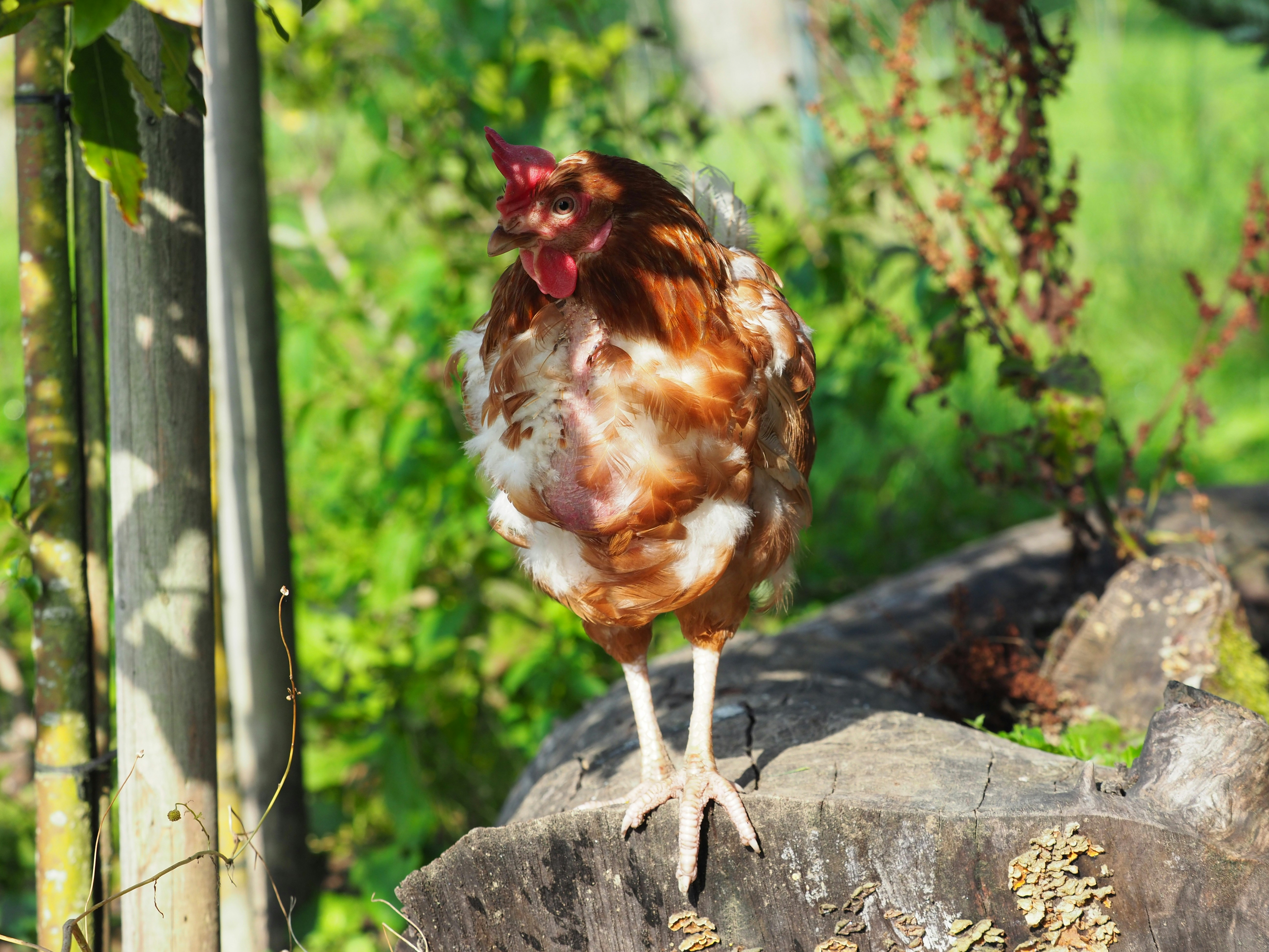 A brown hen stands proudly on a wooden stump surrounded by lush greenery, showcasing its vibrant plumage and inquisitive nature.