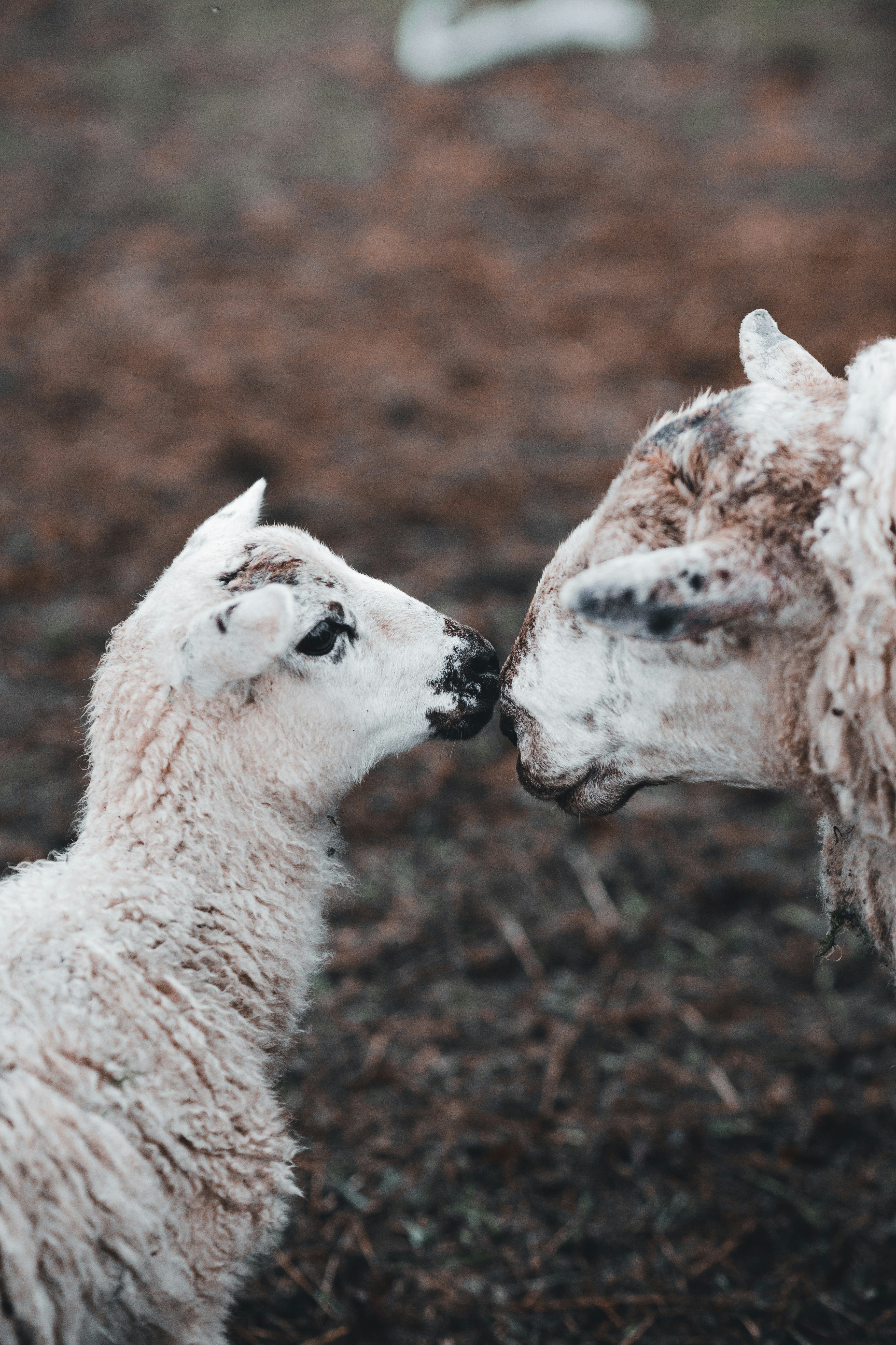 Nose-to-Nose Bond: A Lamb and Its Ewe Share a Tender Moment