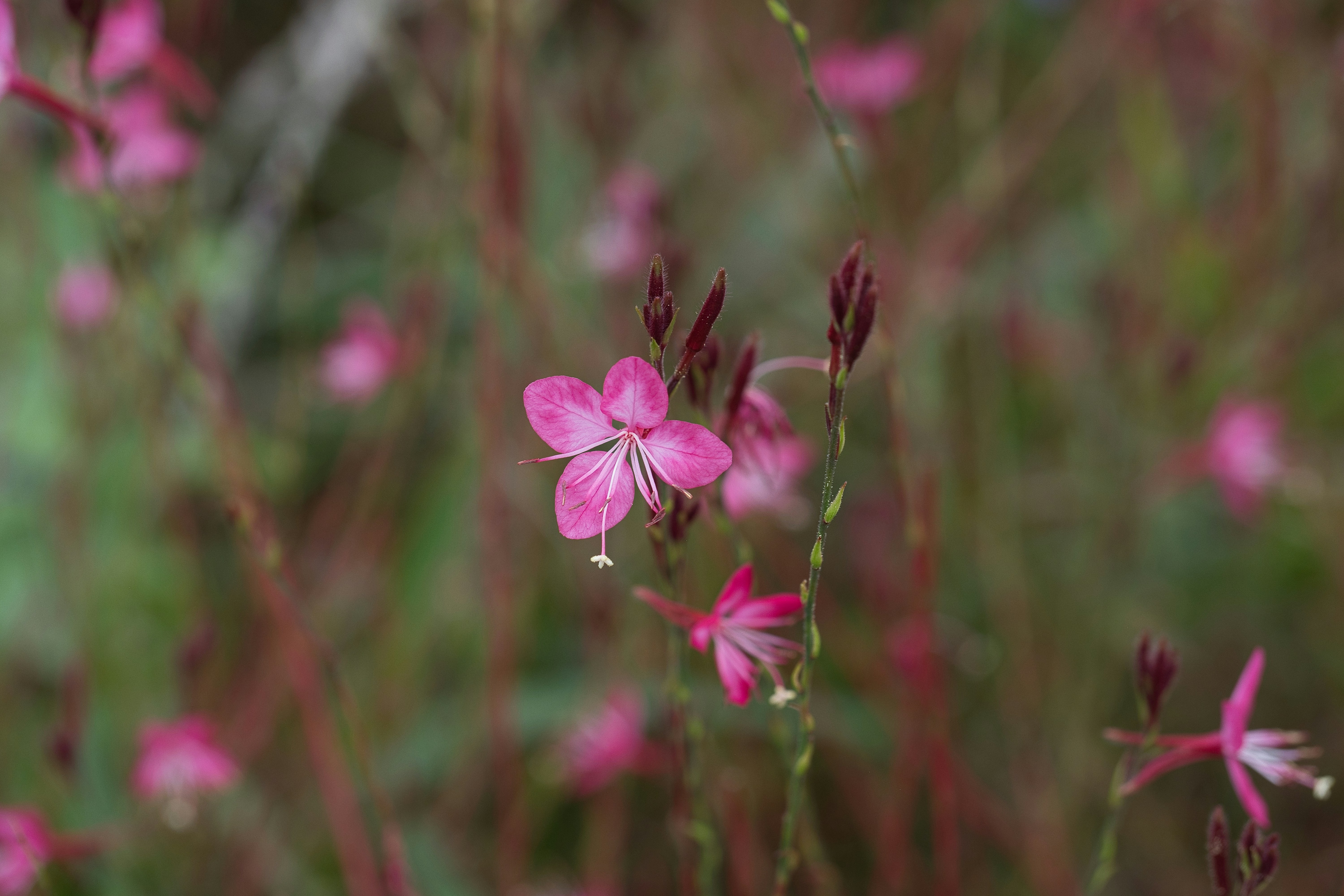 Purple 5 petaled flower in bloom during daytime photo – Free Marie ...