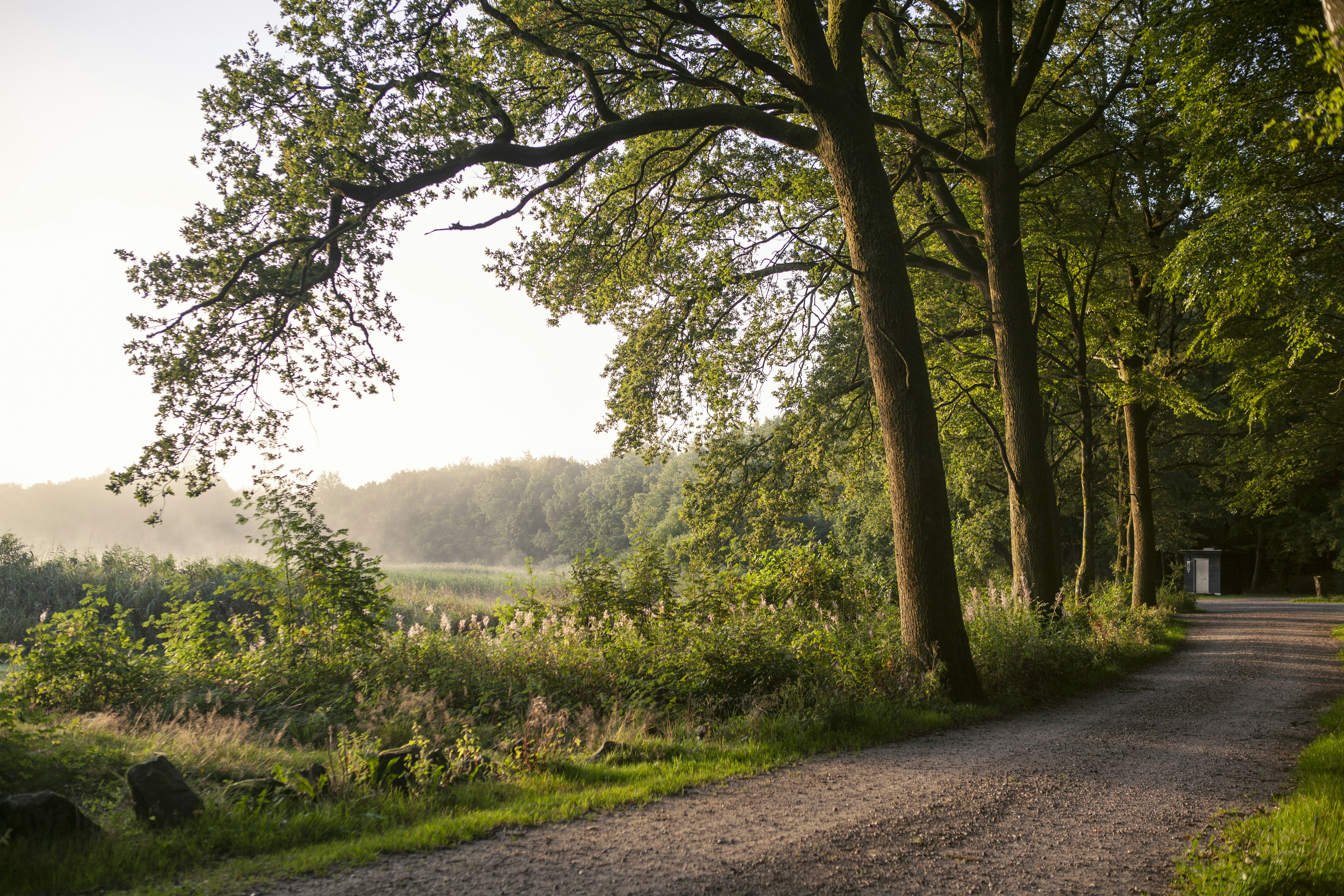 Green grass field and trees during daytime photo – Free Forest Image on ...