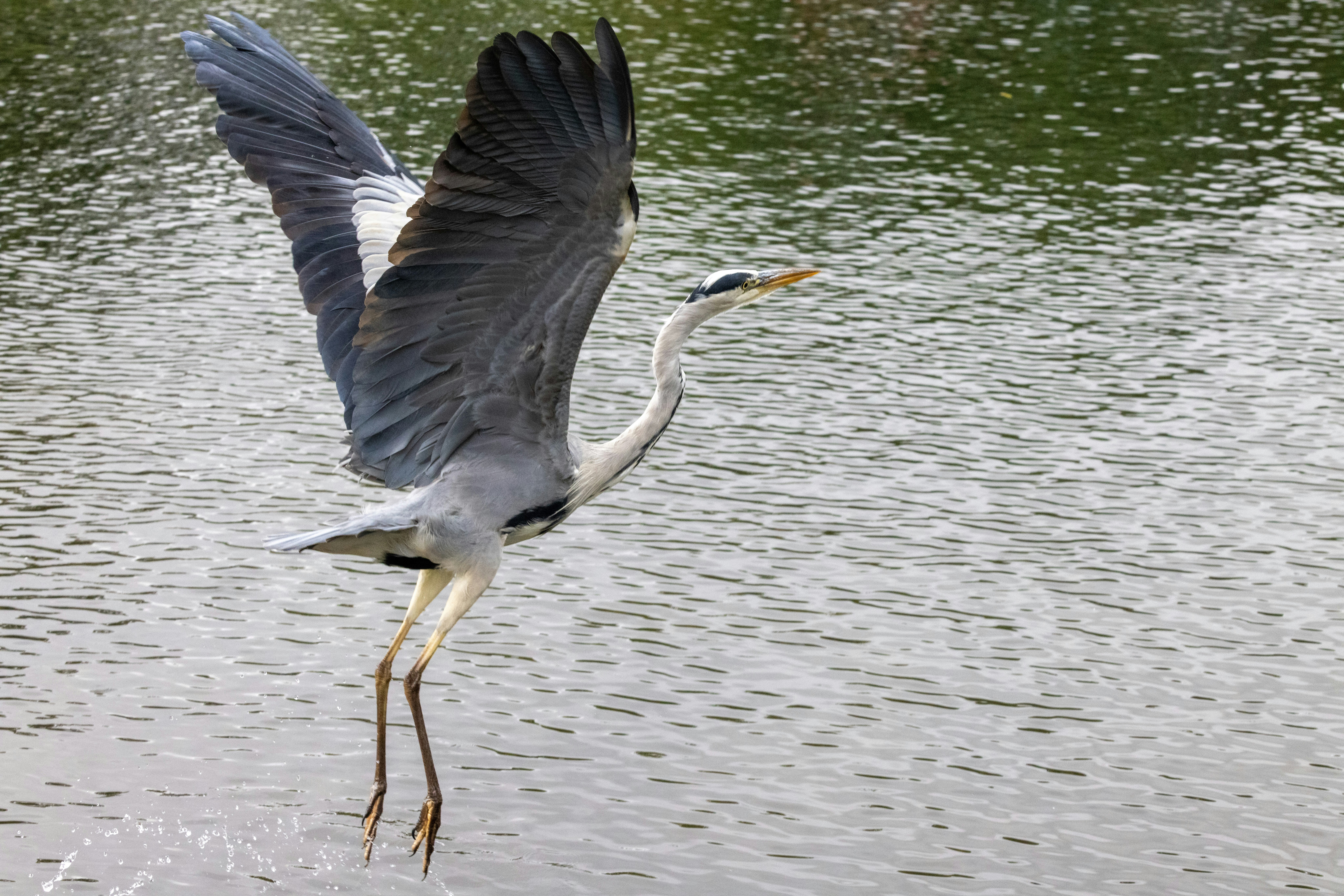Heron in flight  | grey heron flying over the sea during daytime
