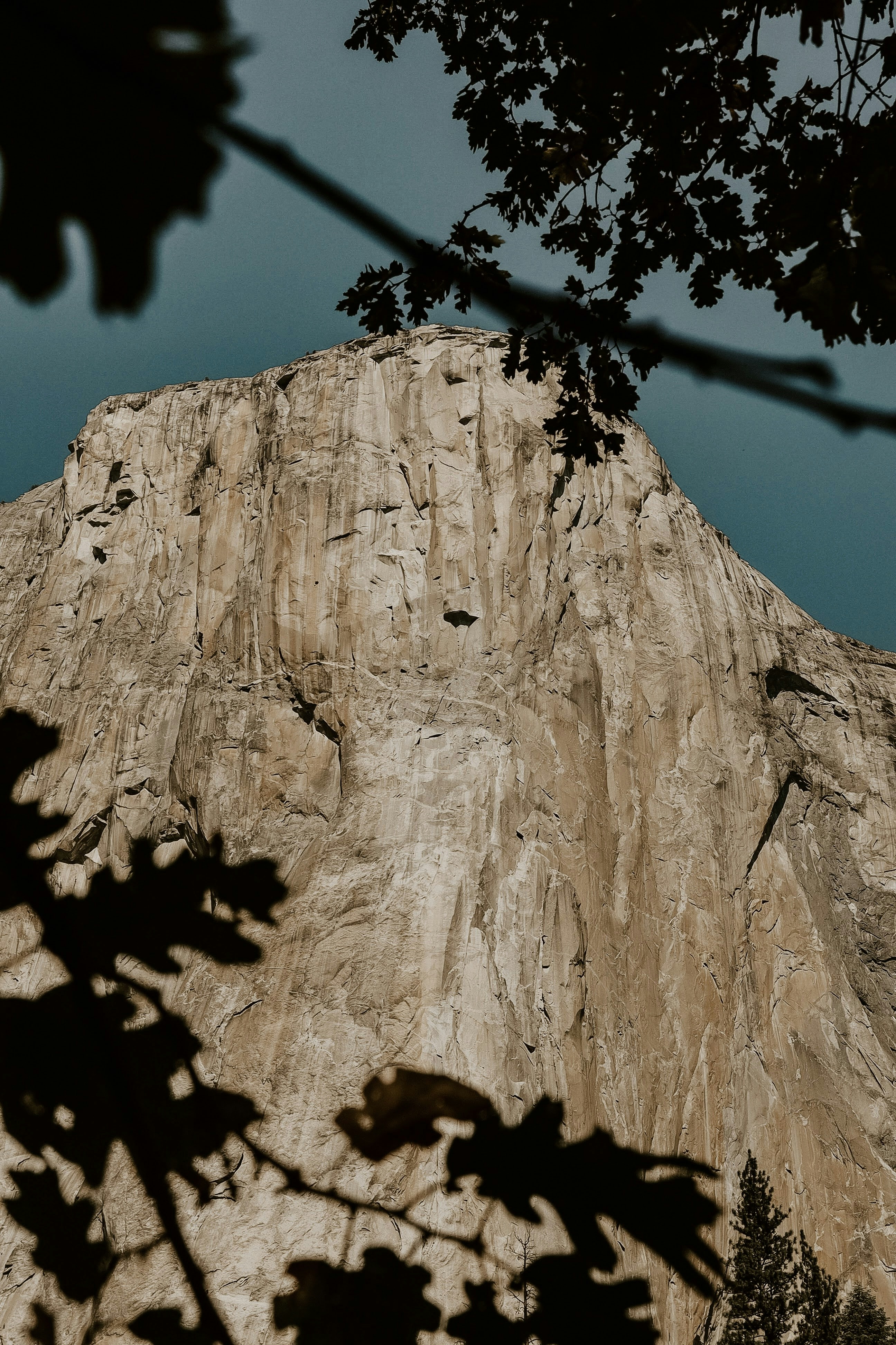 Stone Sentinel: Cliffs Between Branches