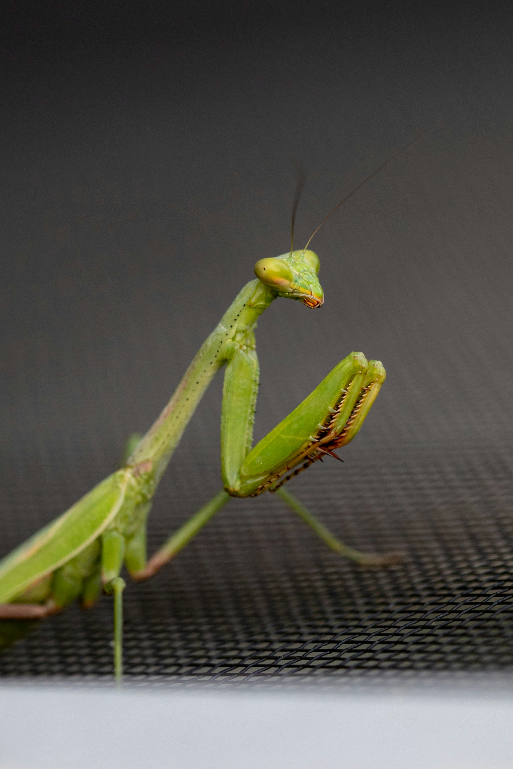 Close-up of a green praying mantis poised on a textured surface, showcasing its unique features and posture.