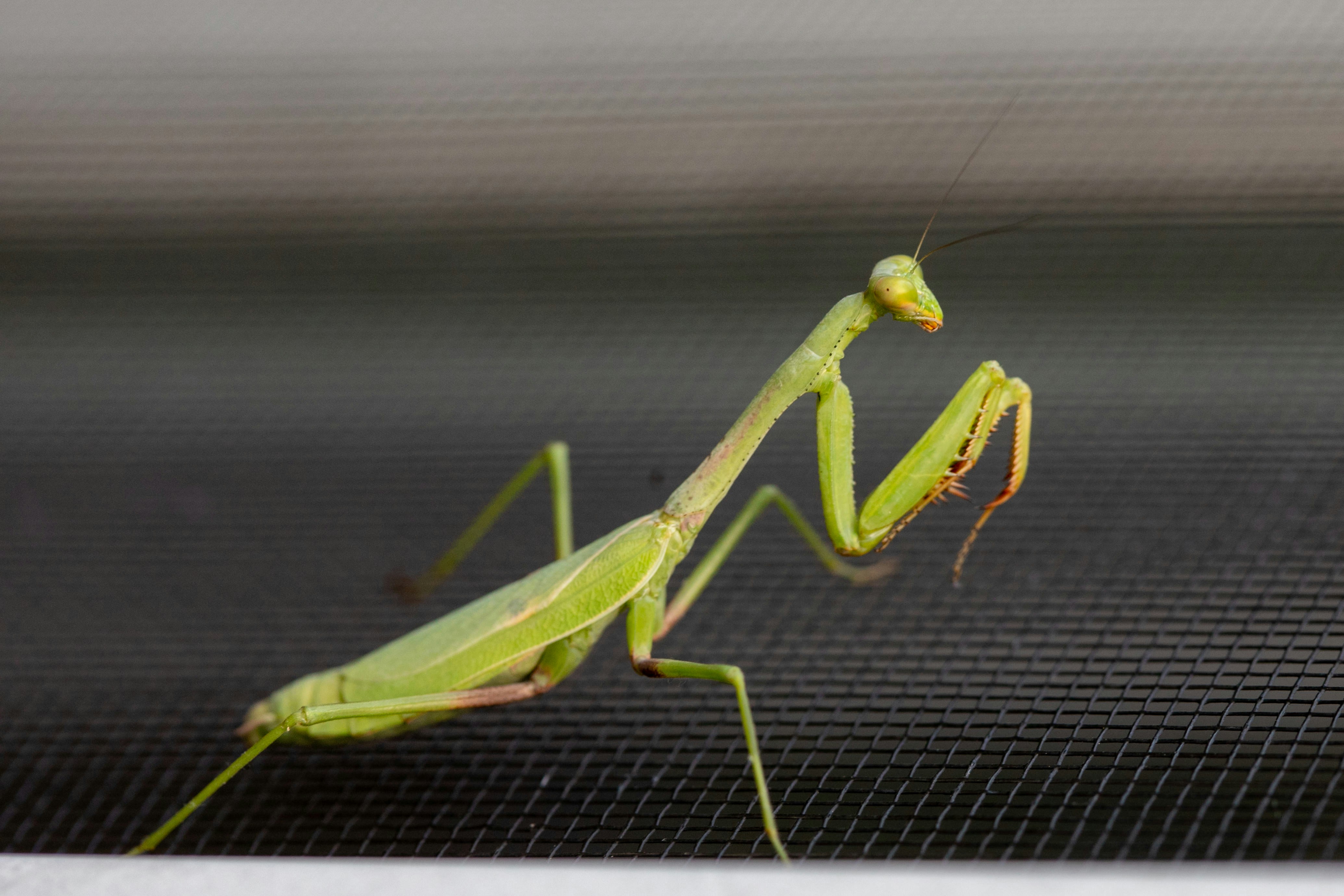 Green praying mantis on black metal screen photo – Free Noblesville ...