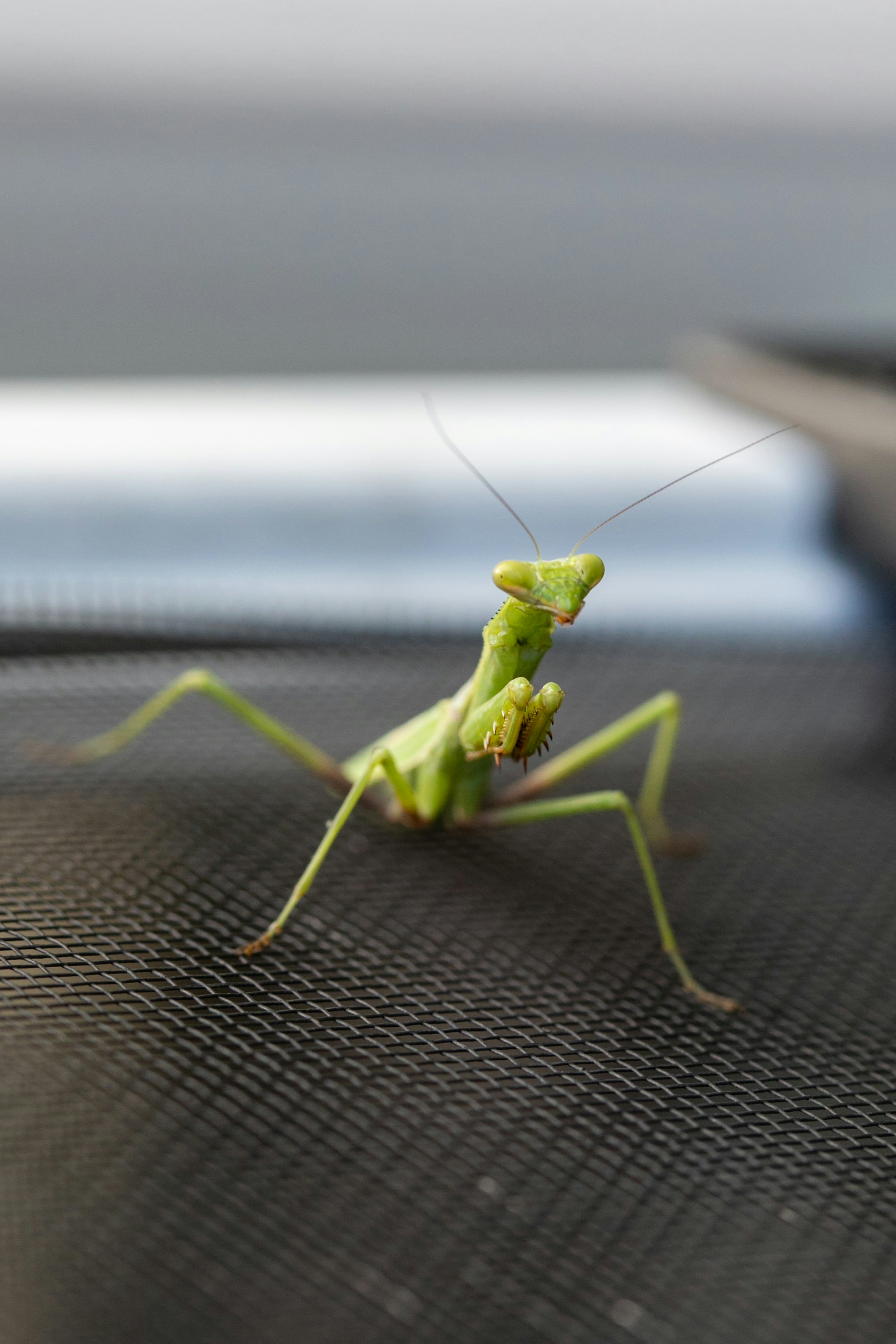 Gray Praying Mantis