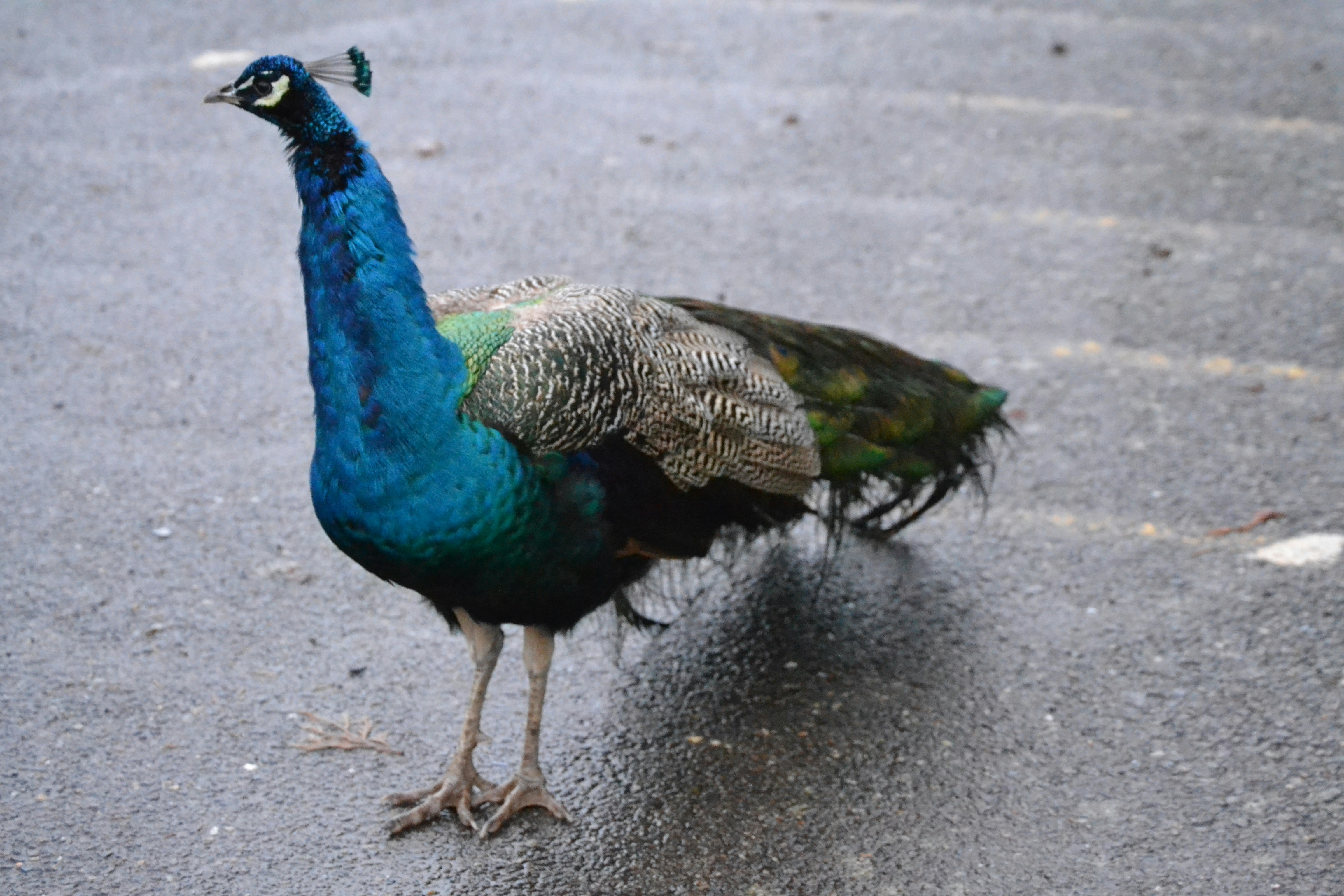 Cerulean Crest on a Rain-Slick Street