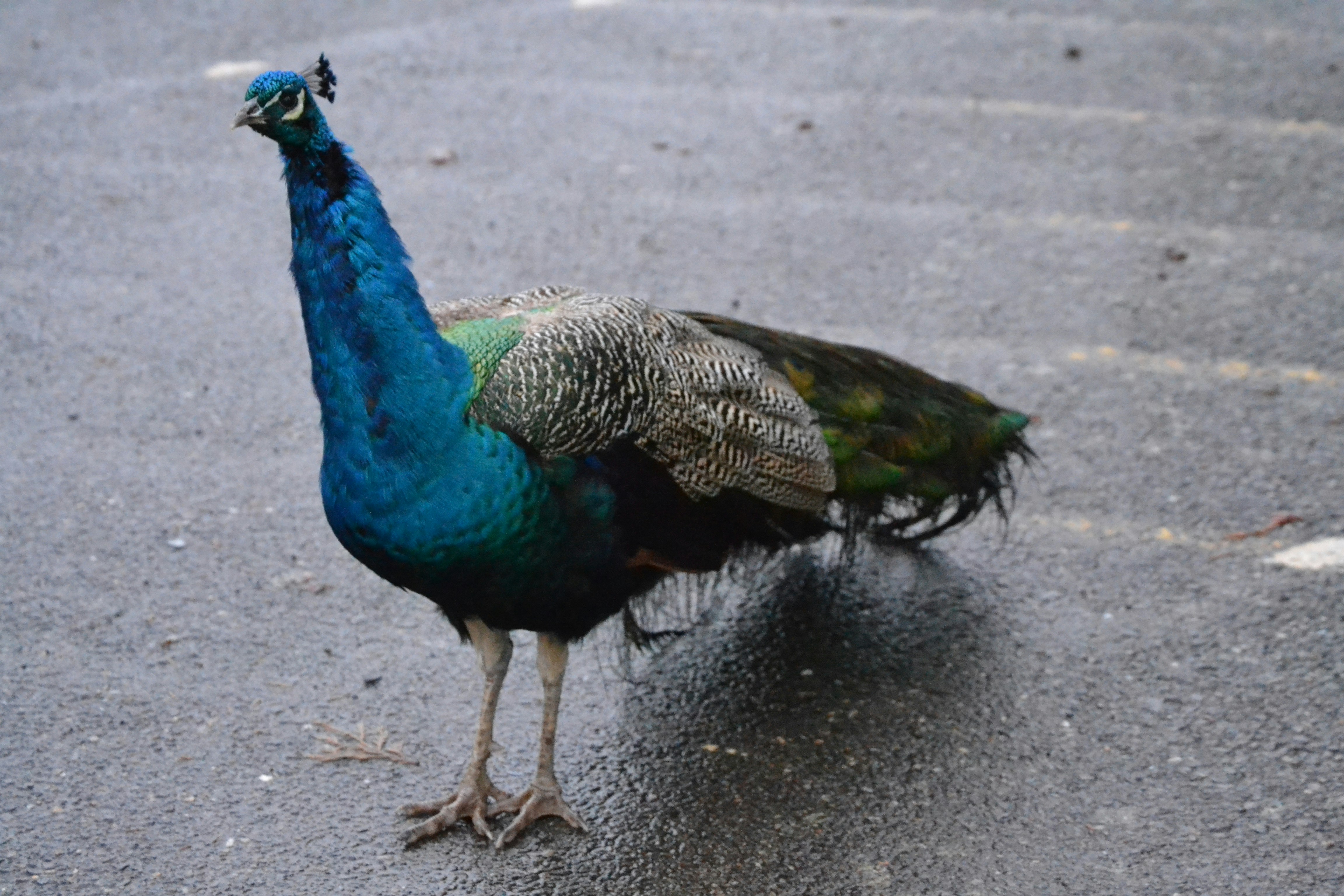 Iridescent Sentinel on a Rain-Washed Parking Lot