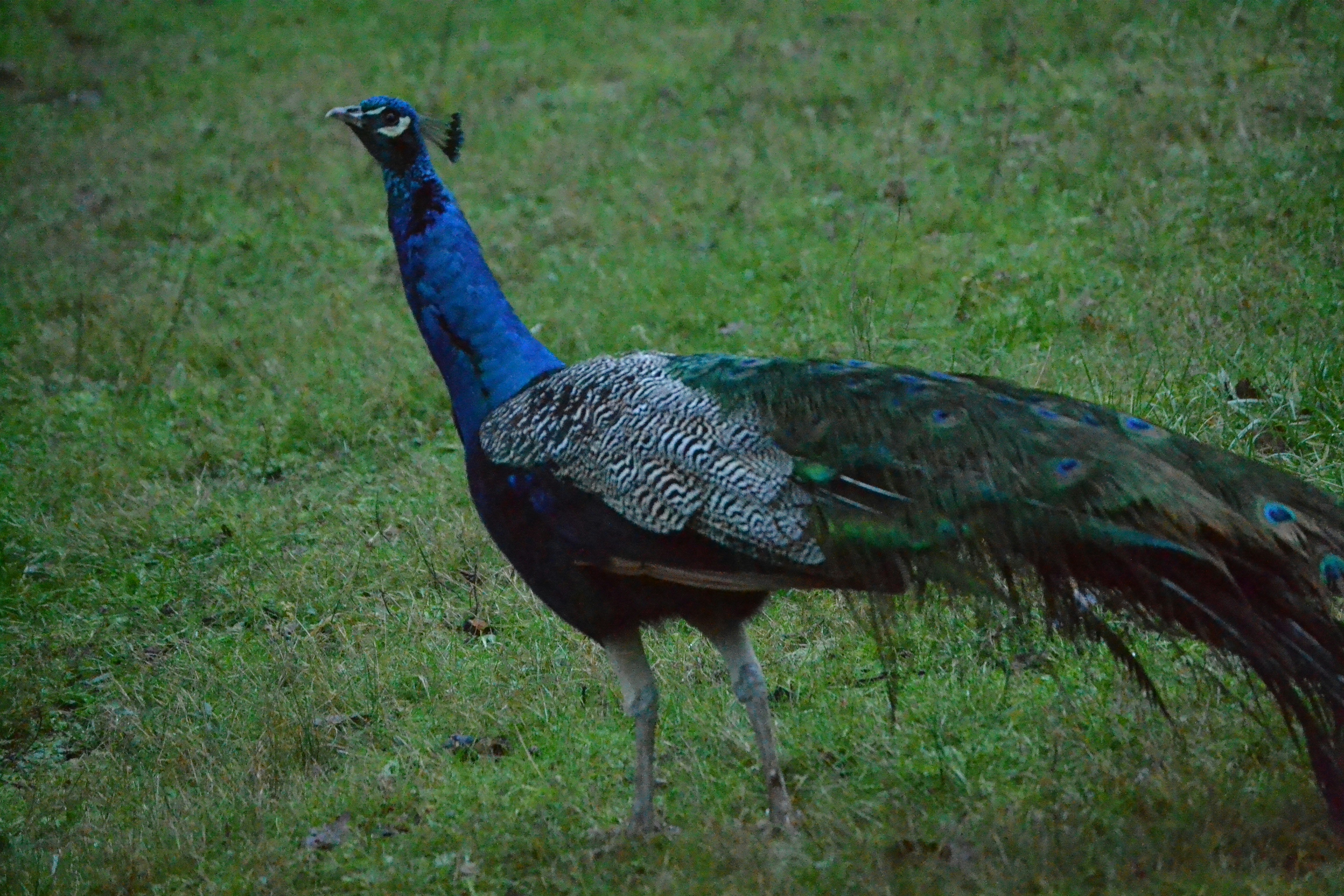 Azure Crown in a Meadow: The Peafowl Step