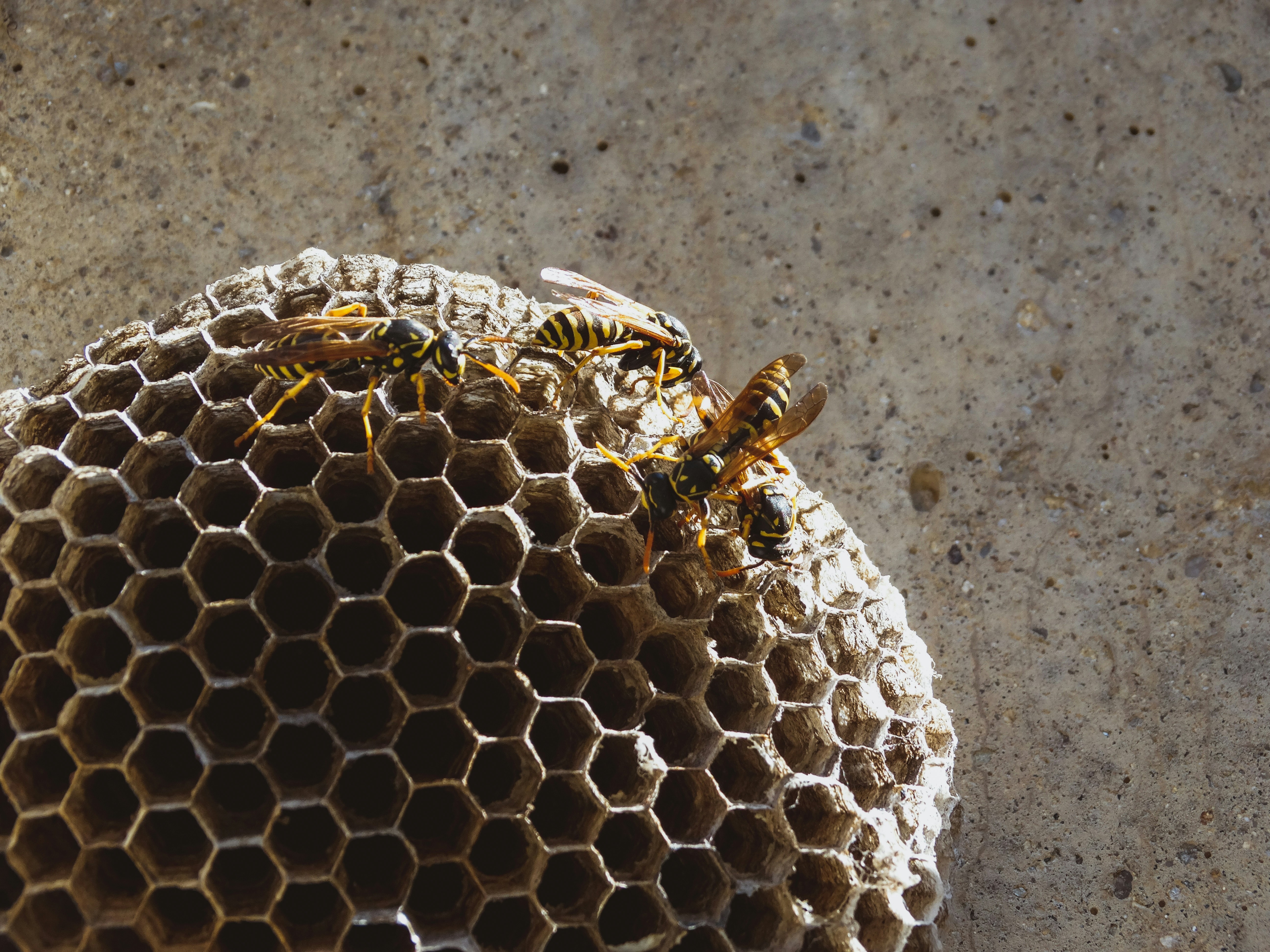 Close-up of a wasp nest with several wasps actively working on the honeycomb structure.
