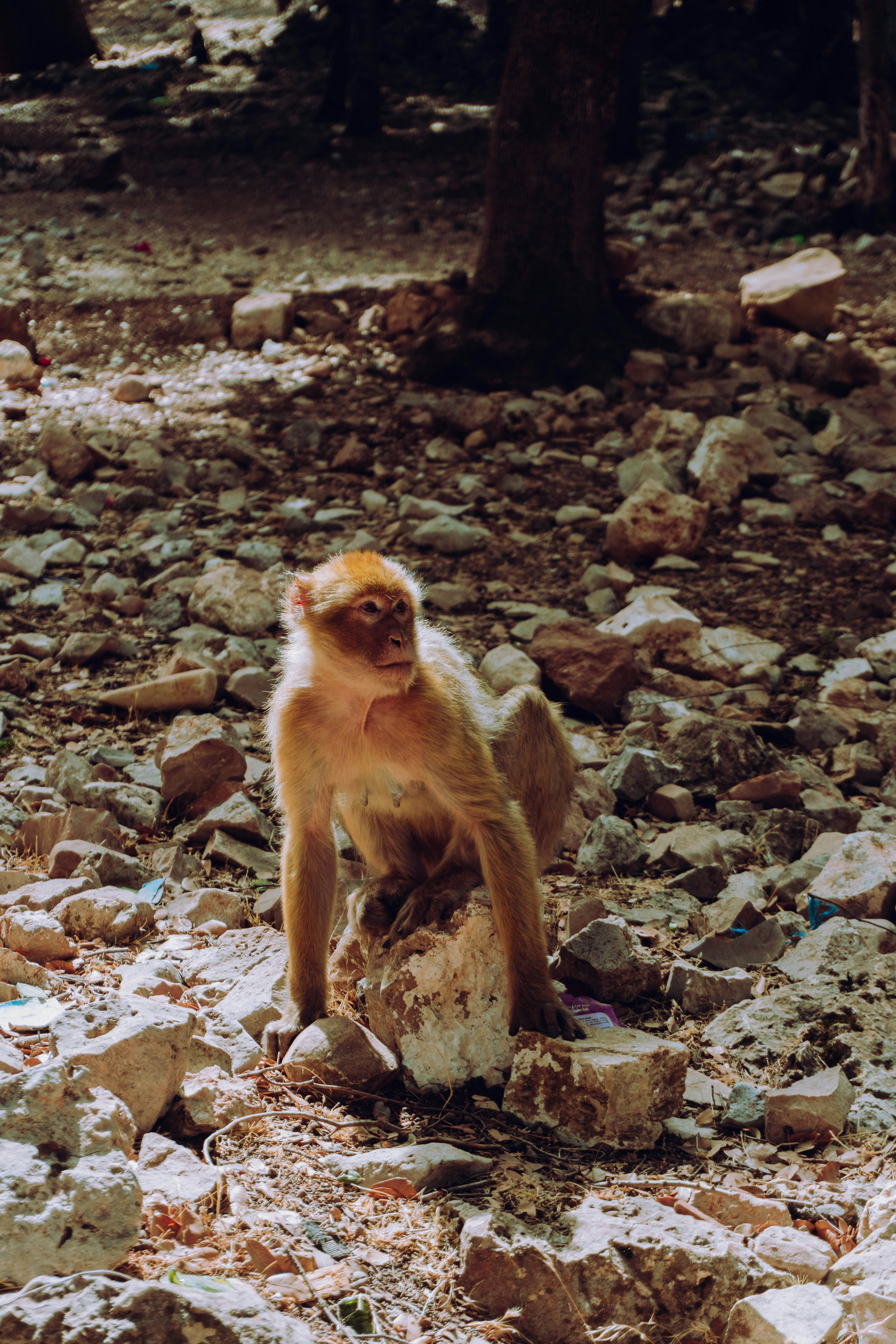 Contemplative Capuchin on Rugged Rock Terrain