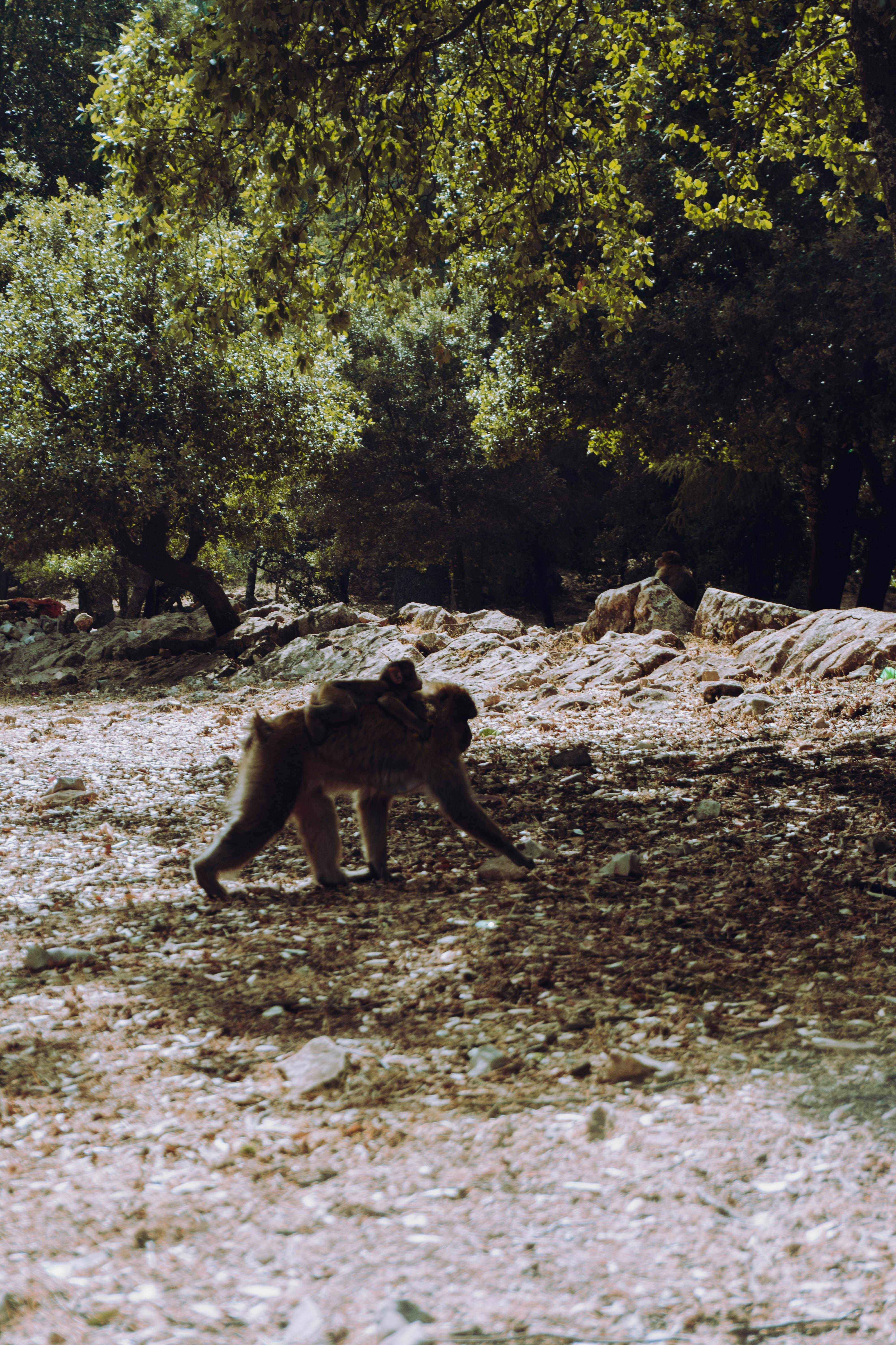 brown monkey sitting on brown rock during daytime