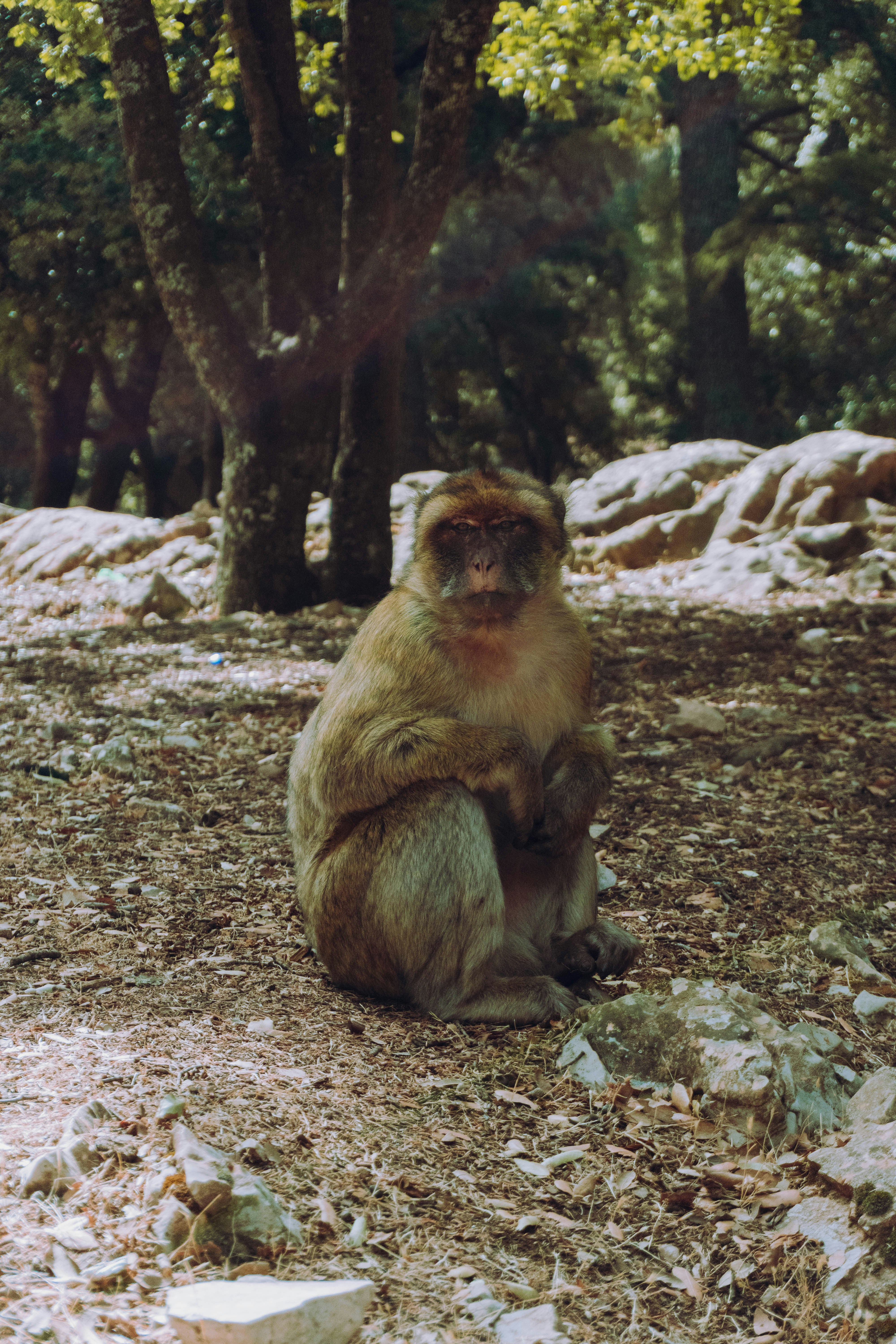 Solemn macaque in a sun-dappled forest clearing