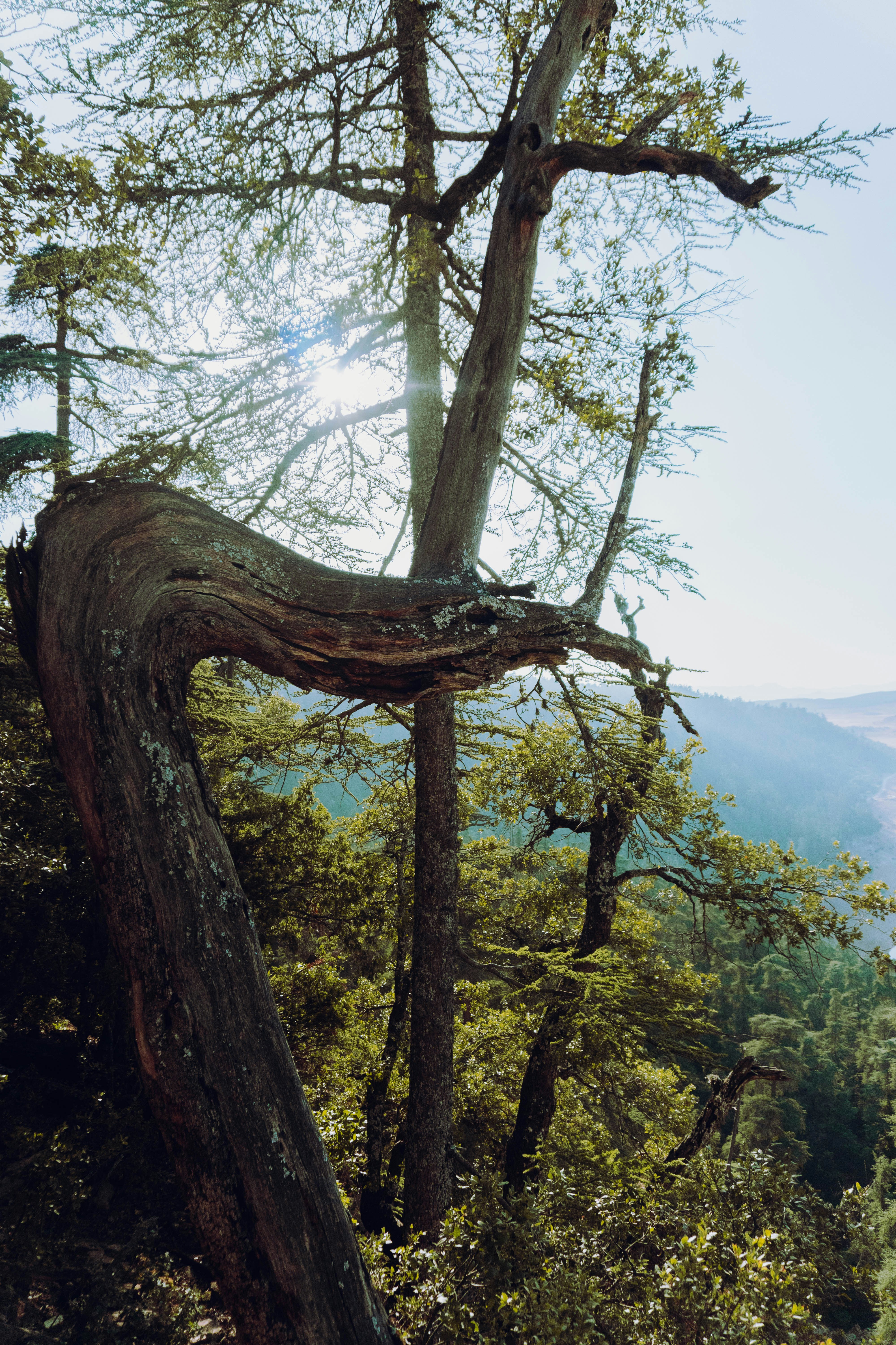 green tree on mountain during daytime
