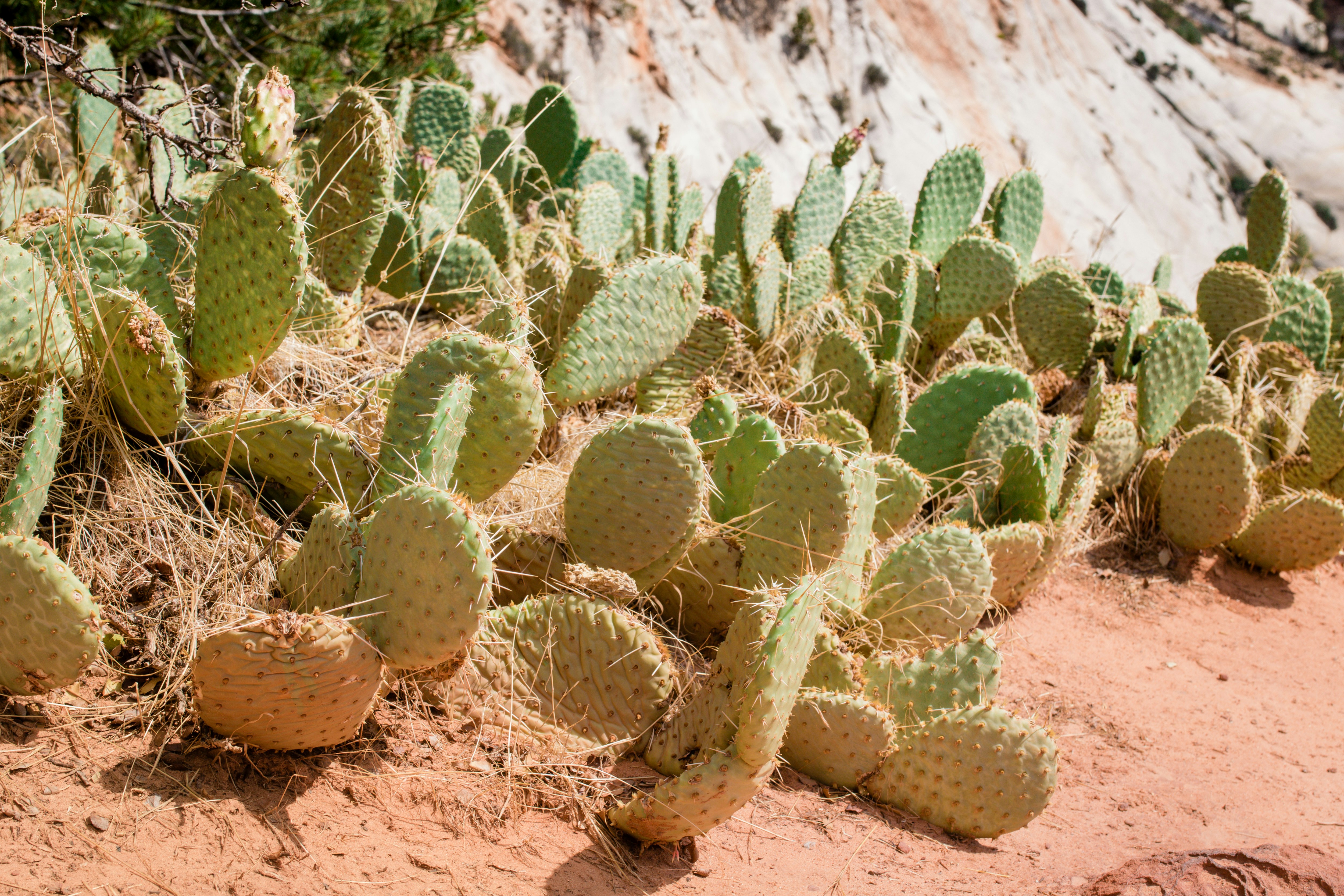 Green cactus on brown sand during daytime photo – Free Zion national park Image on Unsplash