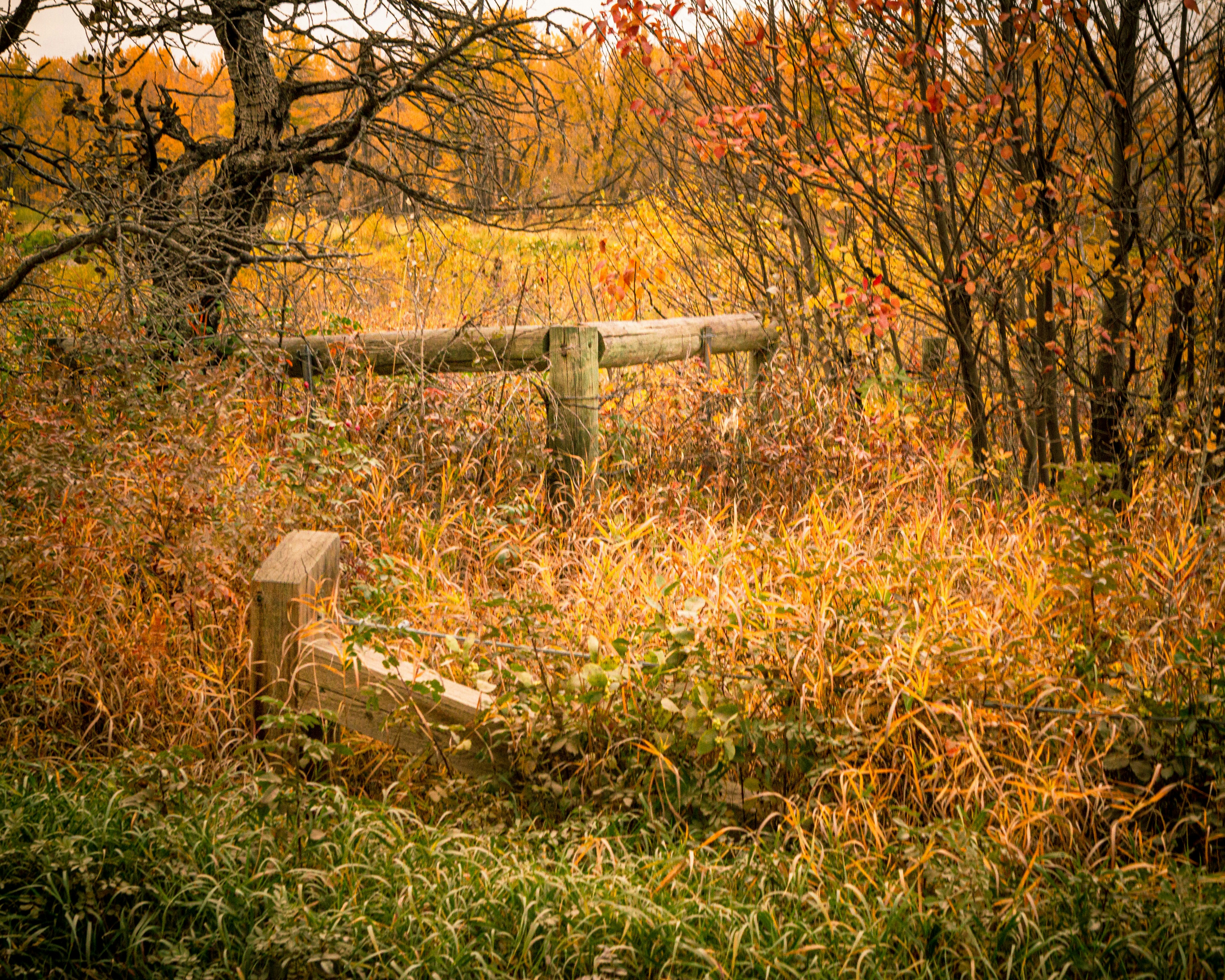 Autumn Gate: Weathered Fence and Overgrown Path in Goldenridge