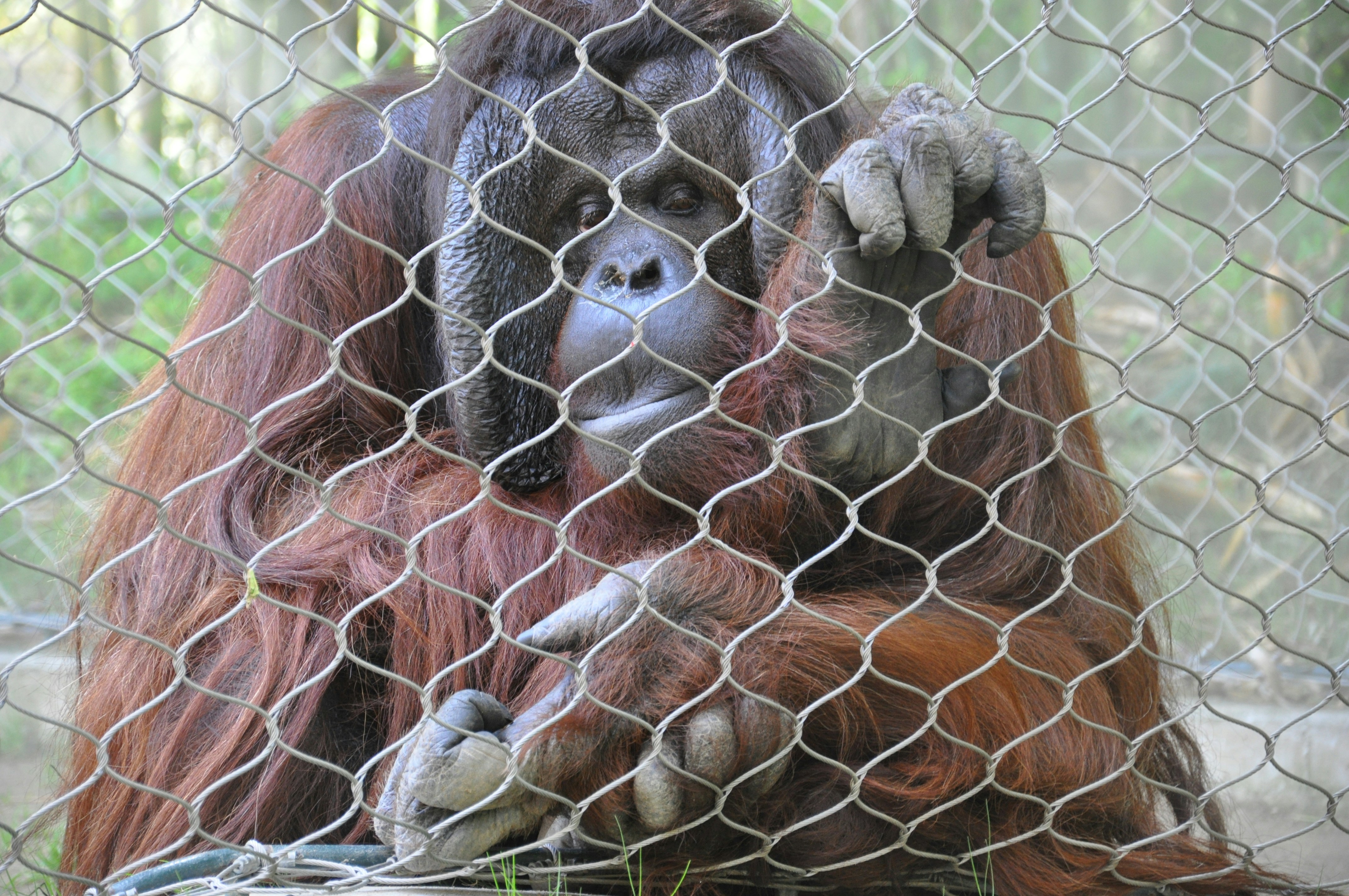 Orangutan resting against a wire fence, gazing thoughtfully. The intricate details of its fur contrast with the geometric pattern of the enclosure.