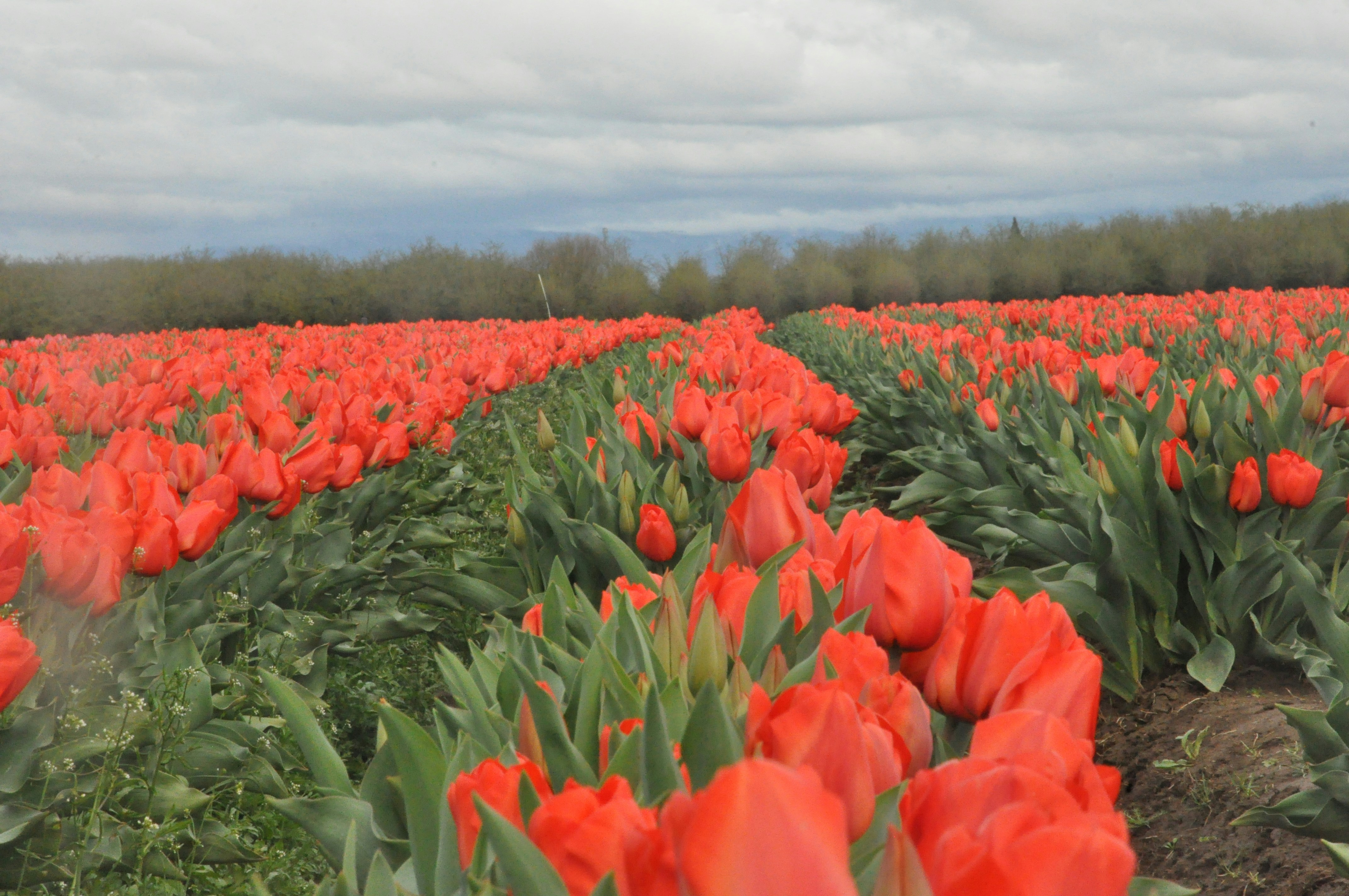 red tulips field under white clouds during daytime
