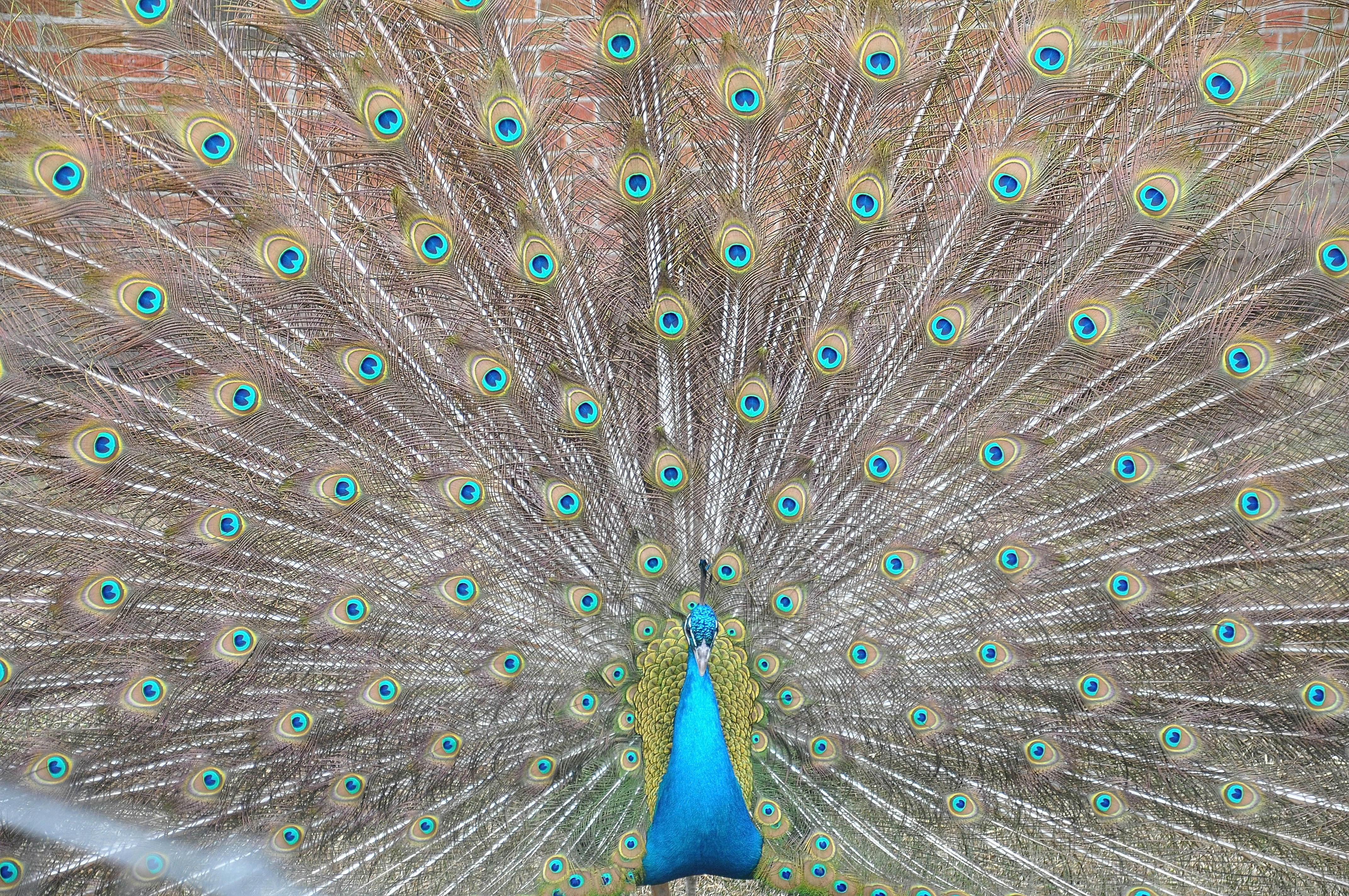 Emerald Fan Crown: A Peacock's Constellation of Eyes