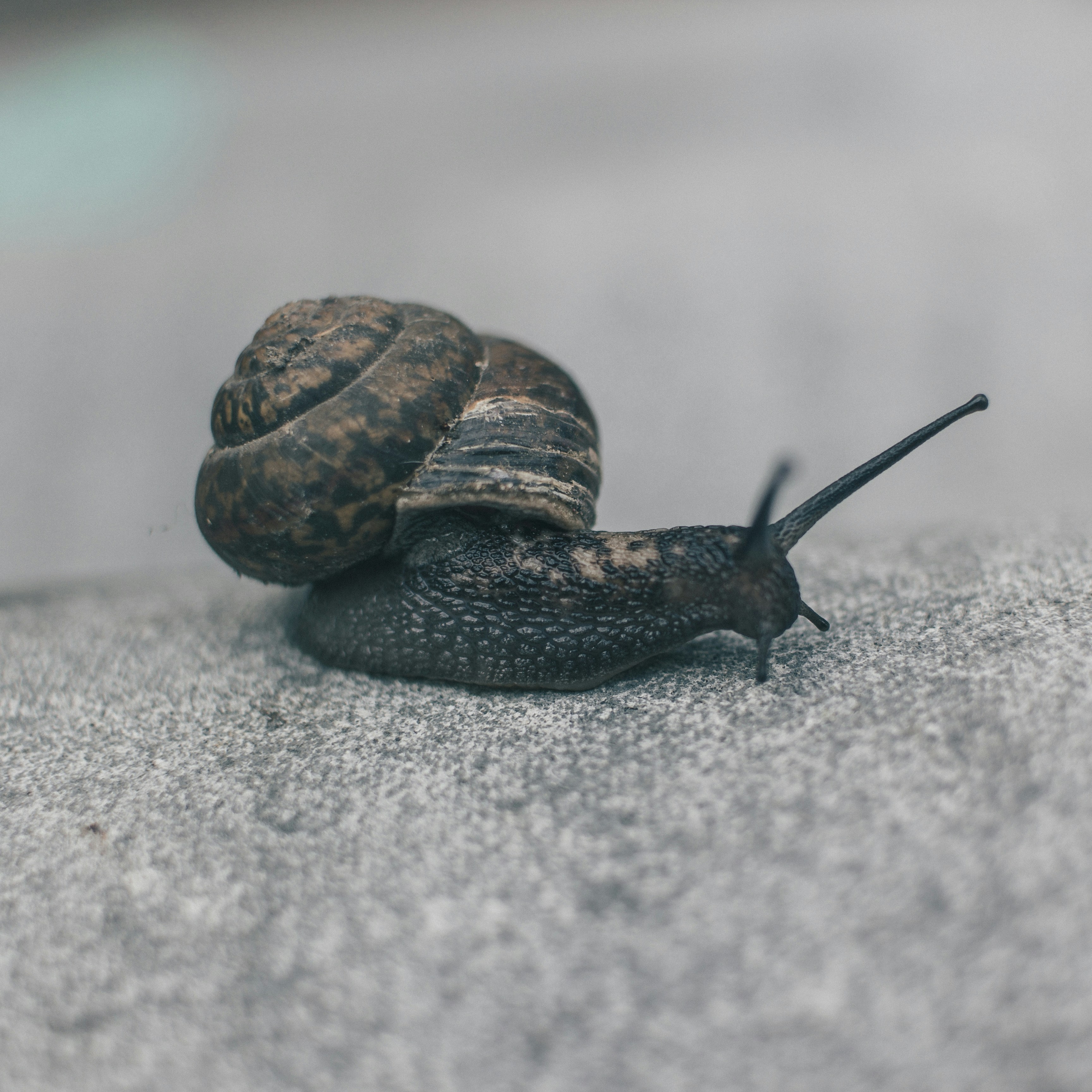 Brown and black snail on gray concrete floor photo – Free Grey Image on ...