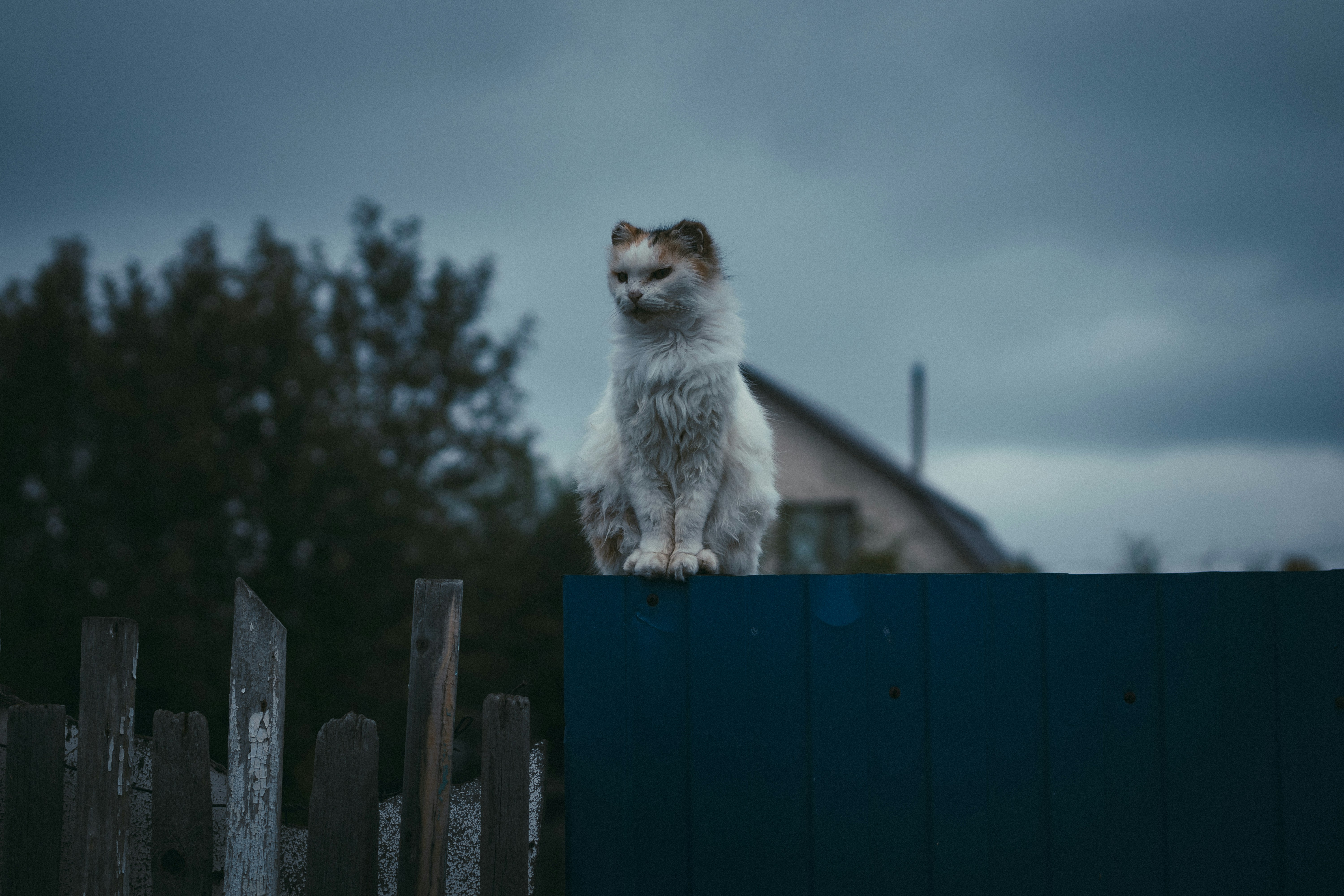 A fluffy cat perches on a blue fence, surveying its surroundings against a moody sky. The scene captures a moment of quiet observation.