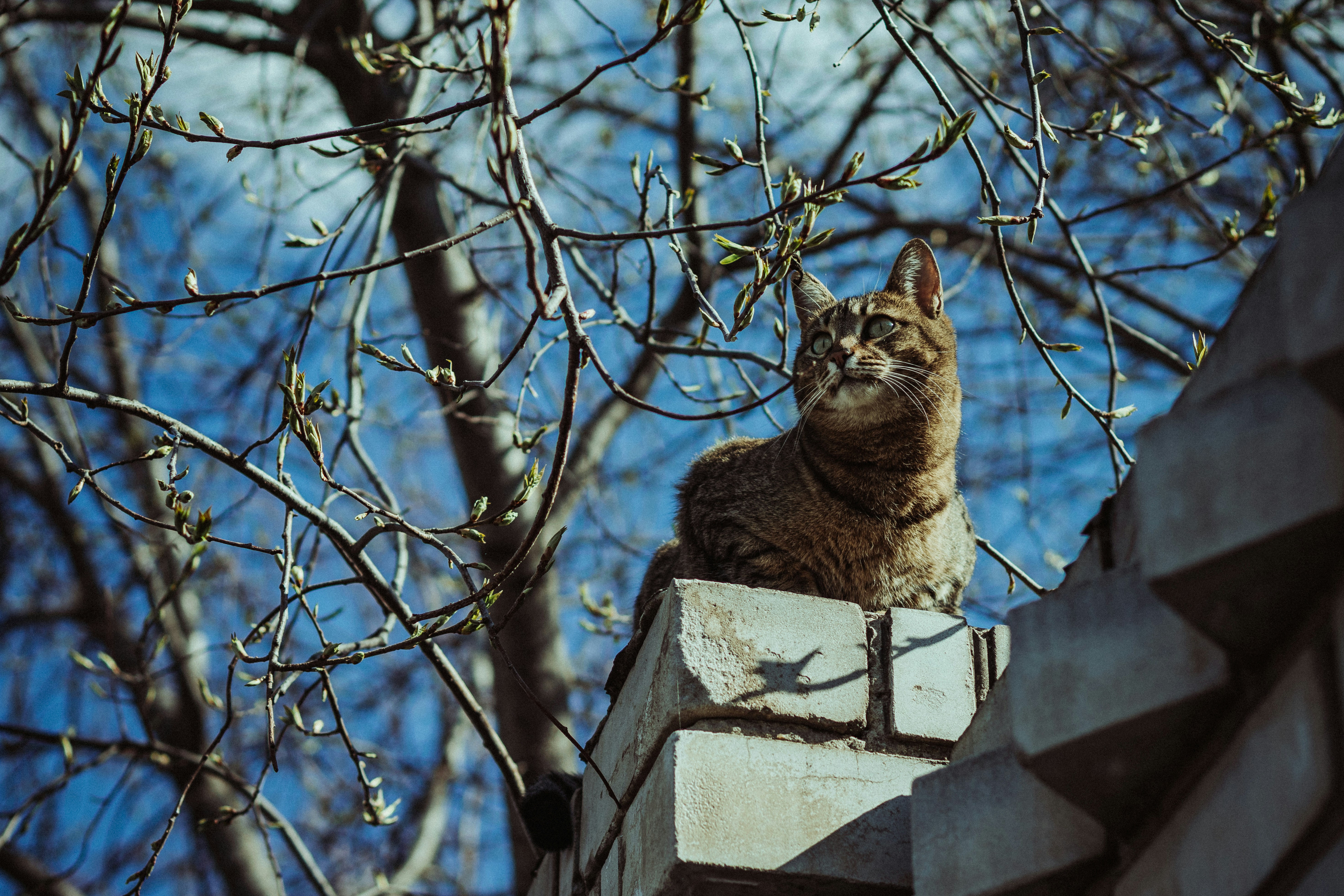 brown tabby cat on white concrete post