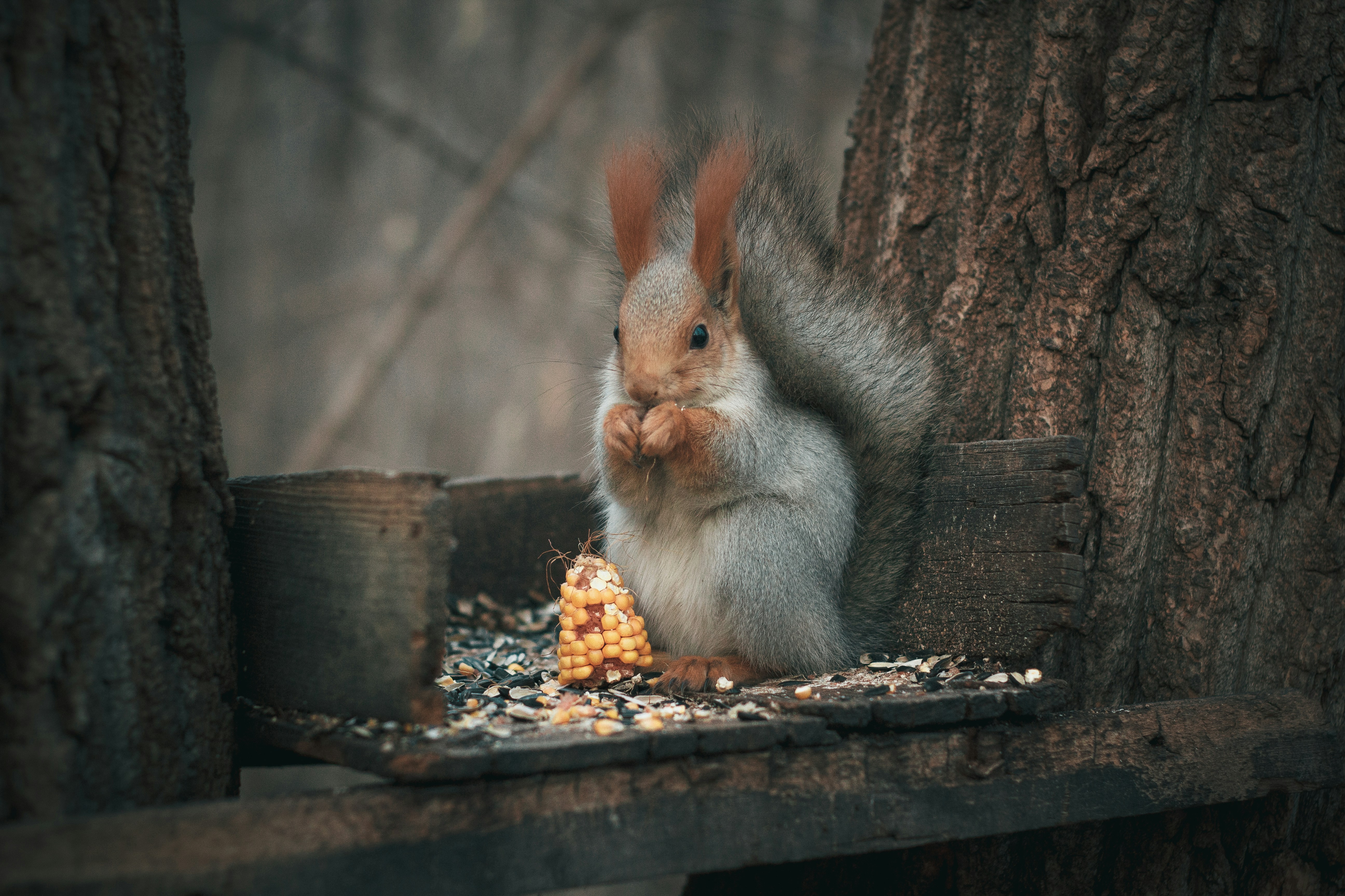 Kernel Feast on a Weathered Stage: Squirrel in the Pines