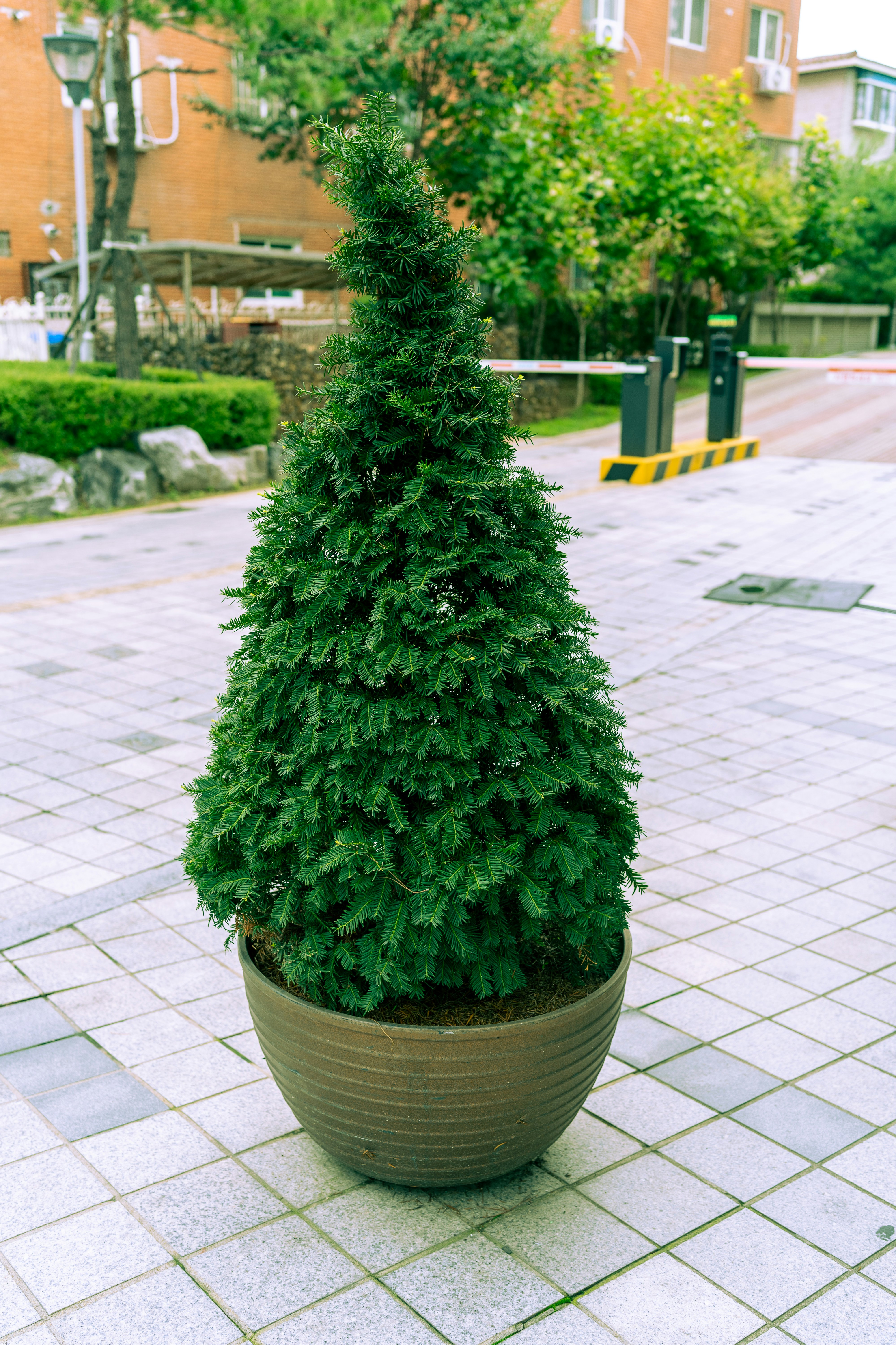 Verdant Conical Quiet: A Pruned Corner Plant in a Urban Plaza