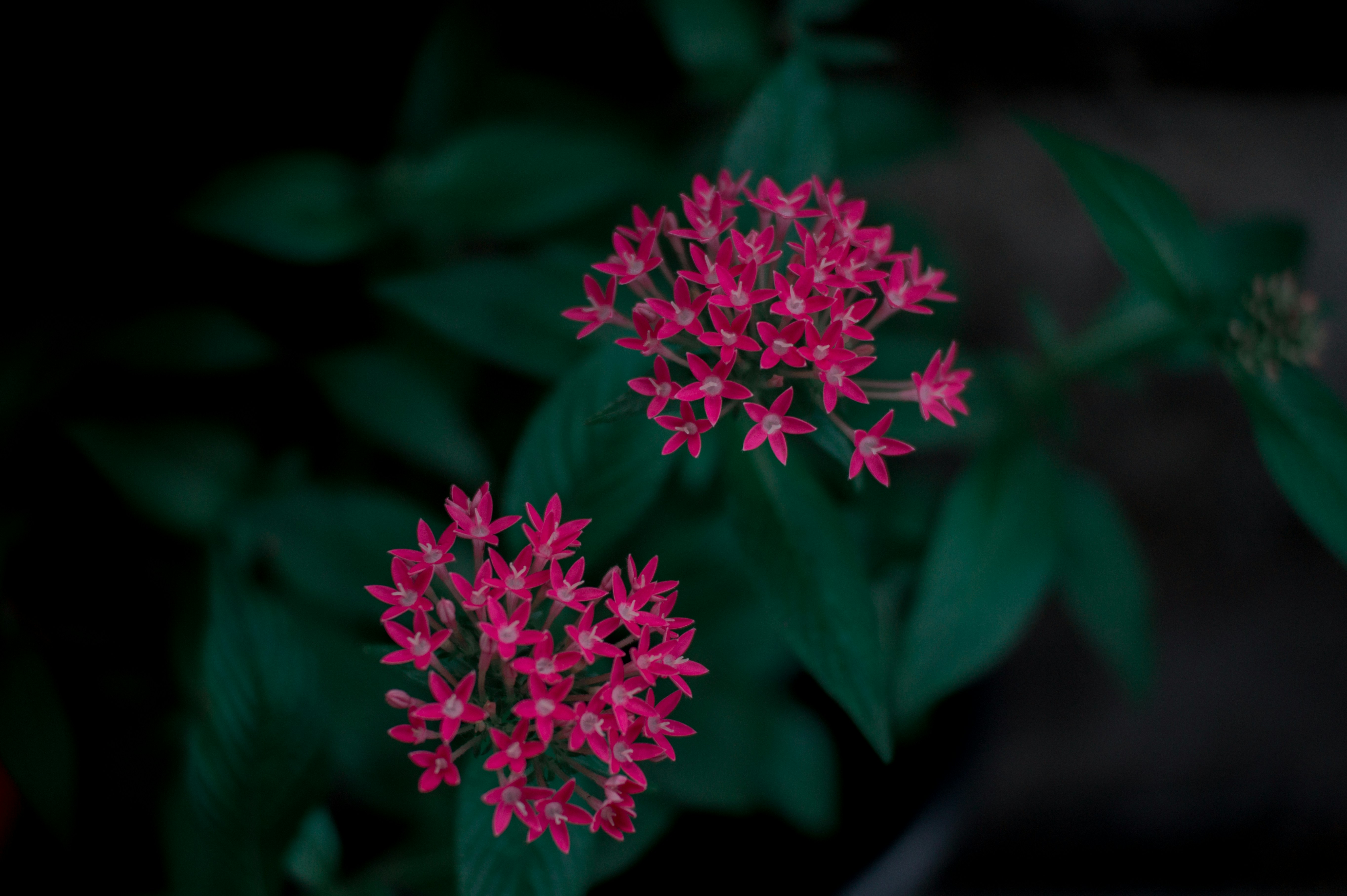 Crimson Starbursts Amid Velvet Green