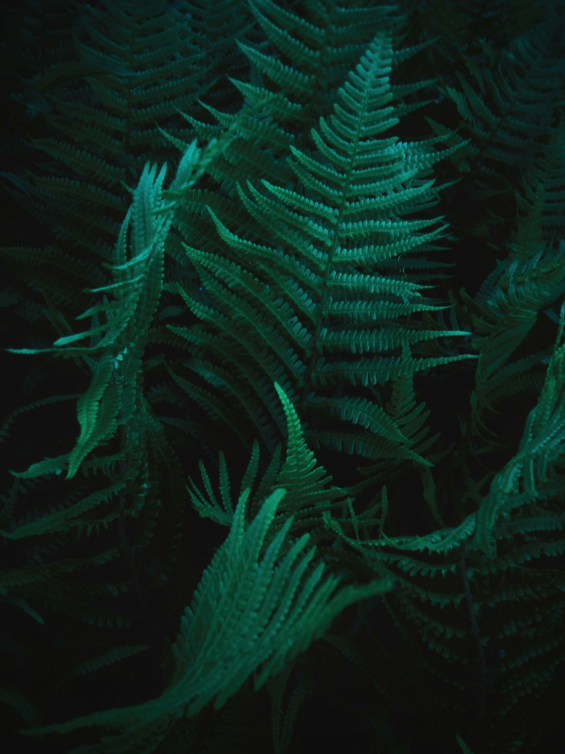 Intricate layers of green ferns create a lush tapestry, inviting exploration of nature's hidden wonders.