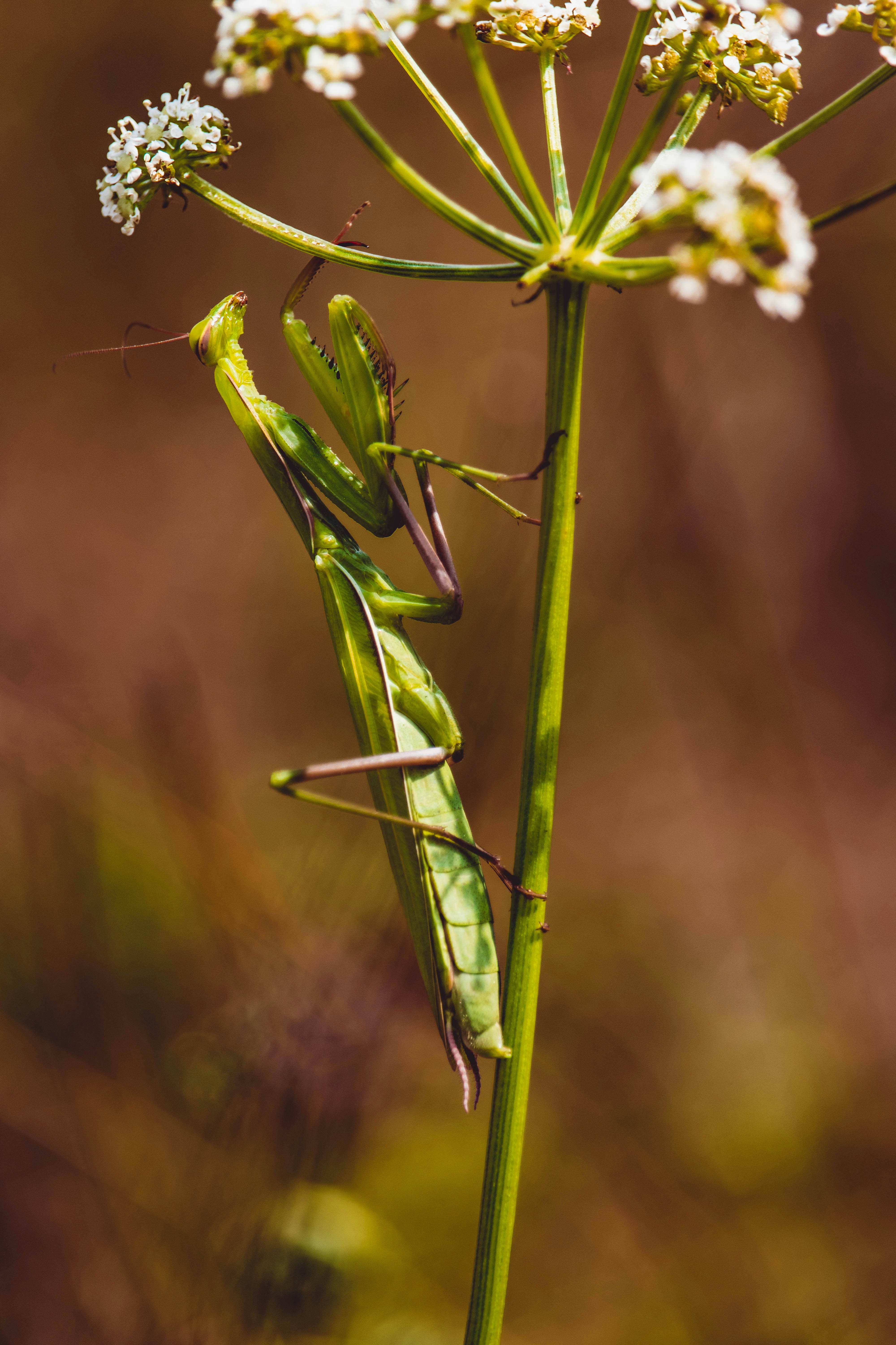 Mantis religiosa verde posada en el tallo marrón en la fotografía de ...