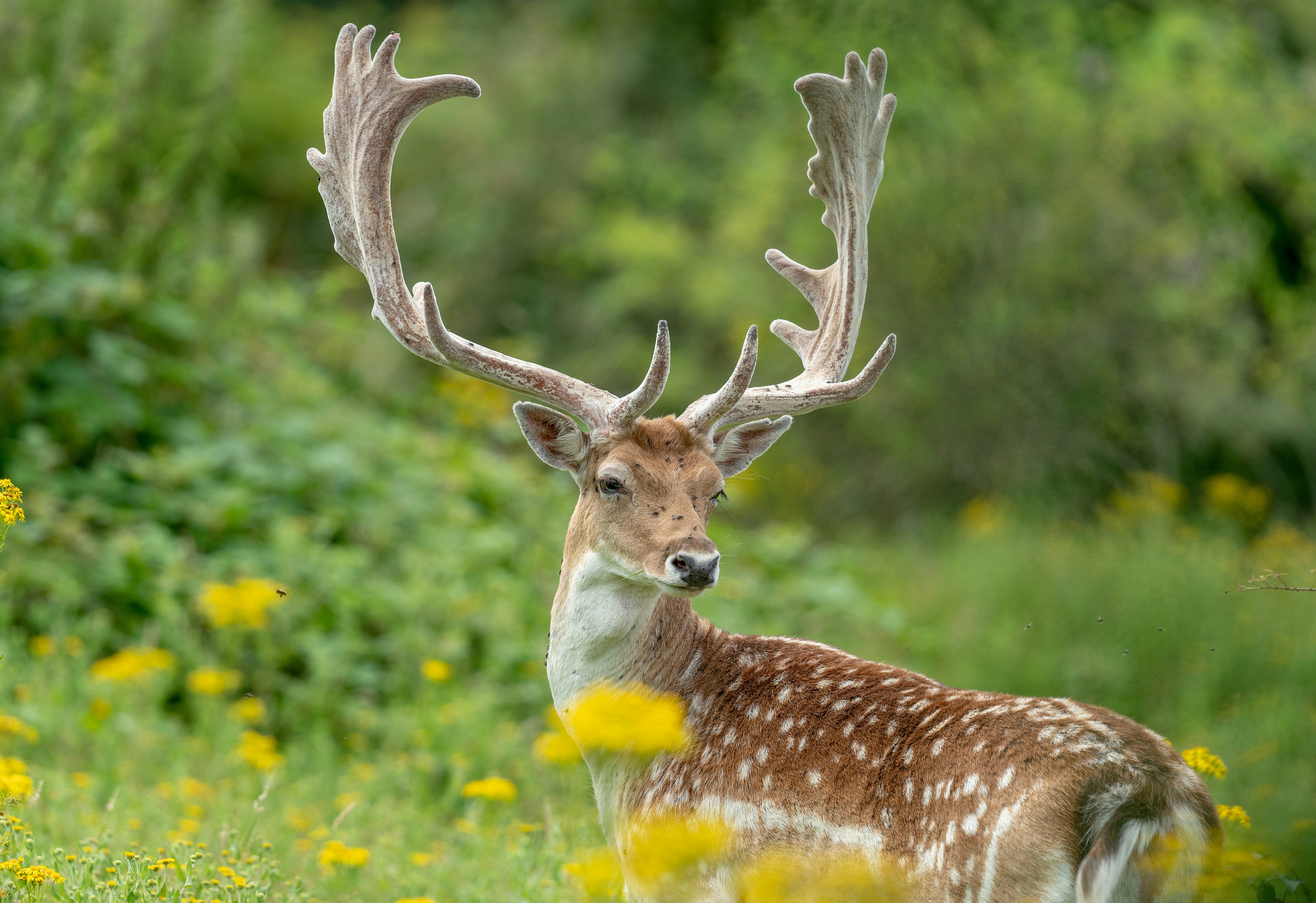 Fallow deer stag | brown deer on green grass during daytime