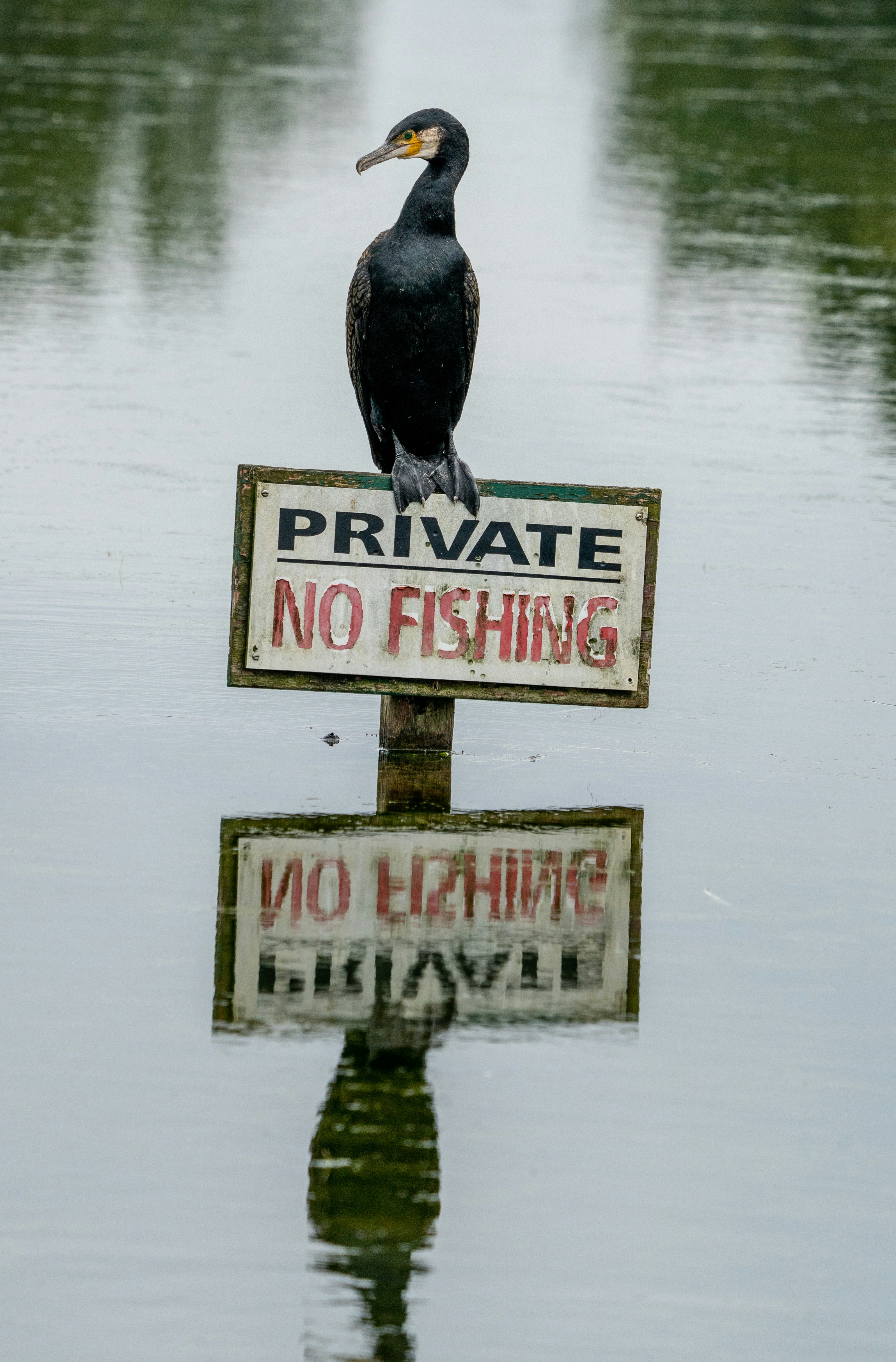 Cormorant perched on a 'No Fishing' sign in a tranquil lake, reflecting its silhouette in the still water.