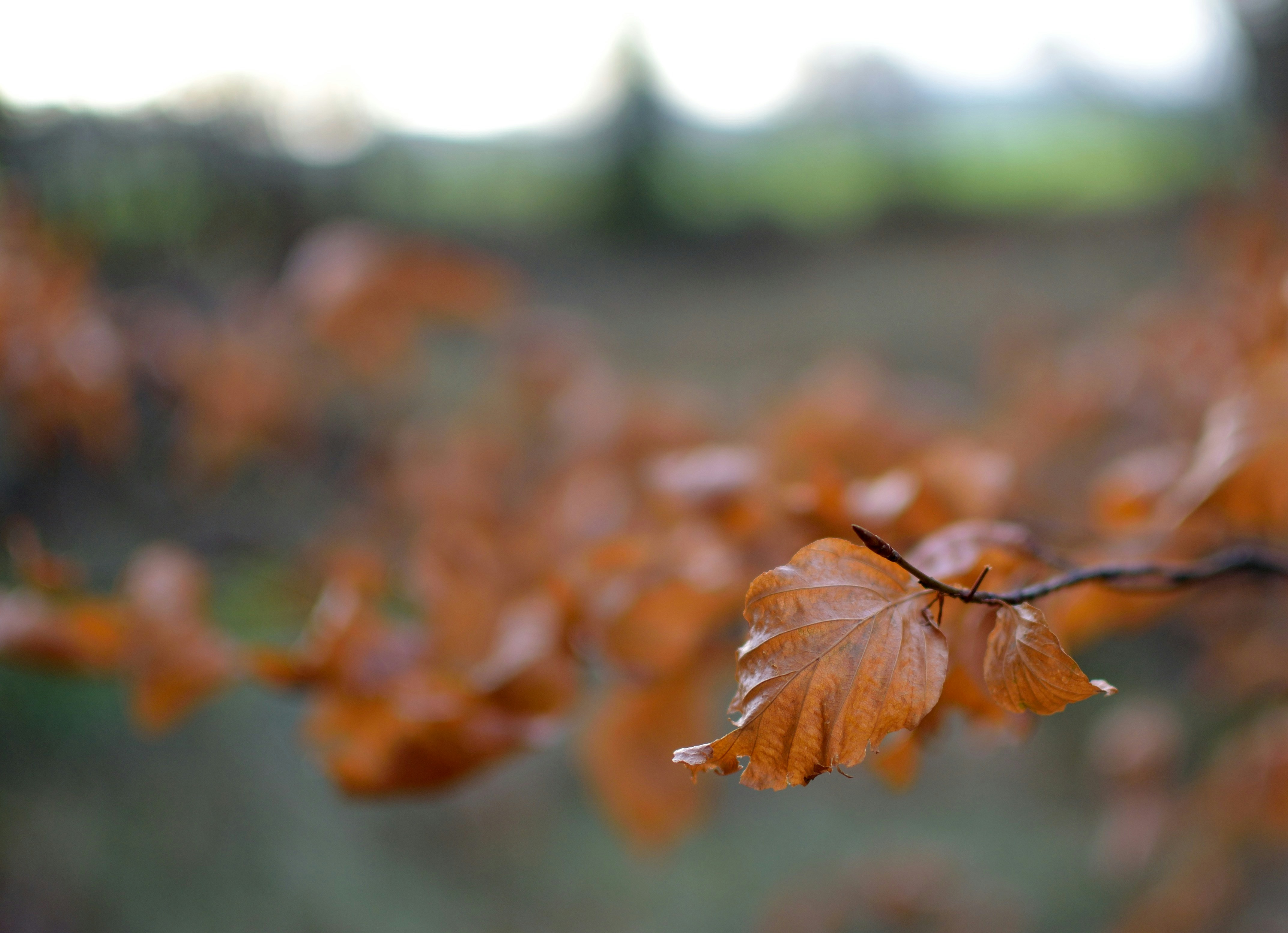 Copper Leaf in Focus: A Quiet Autumn Moment on a Blurred Backdrop