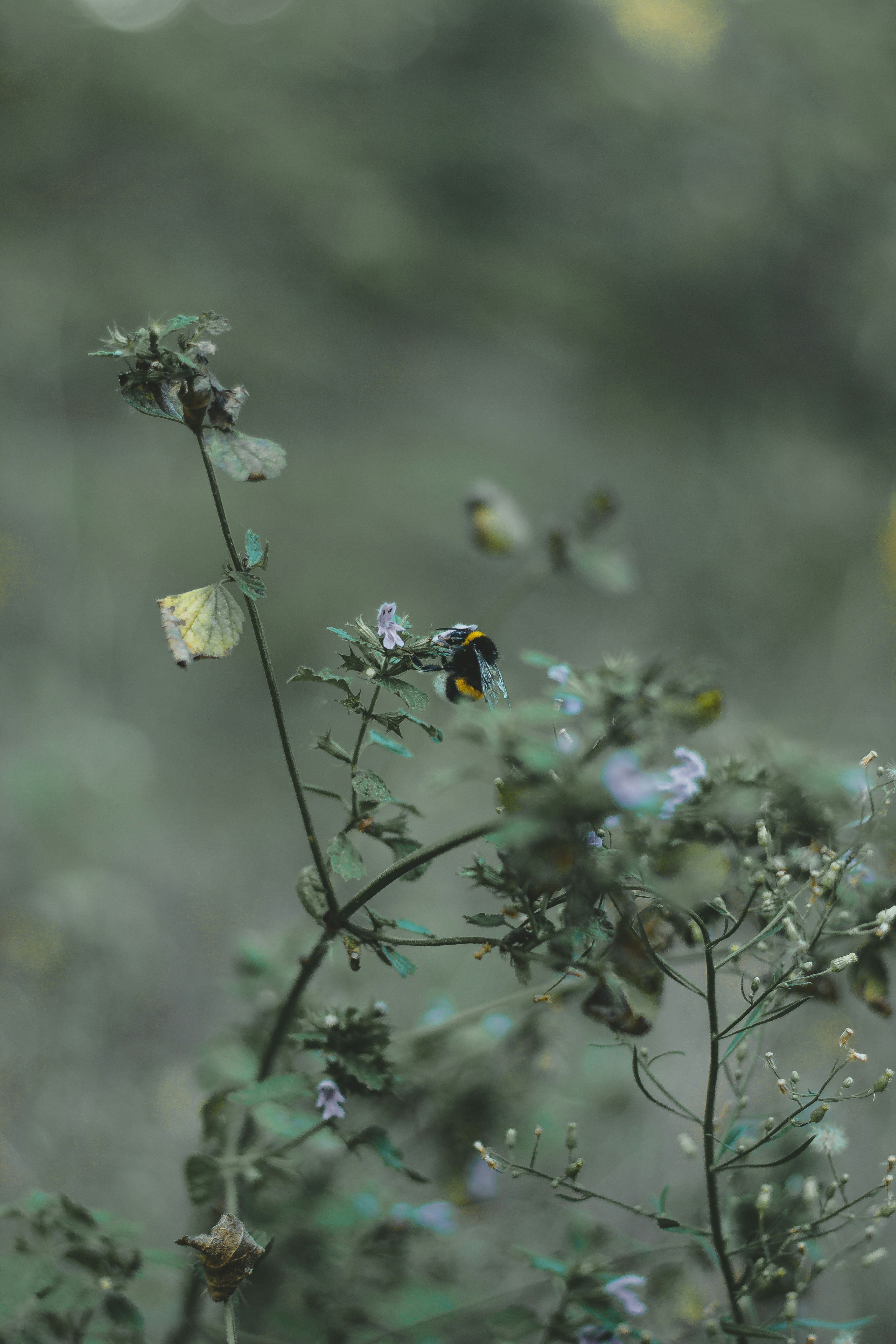 Amber-winged butterfly clinging to a wildflower in a soft-focus meadow