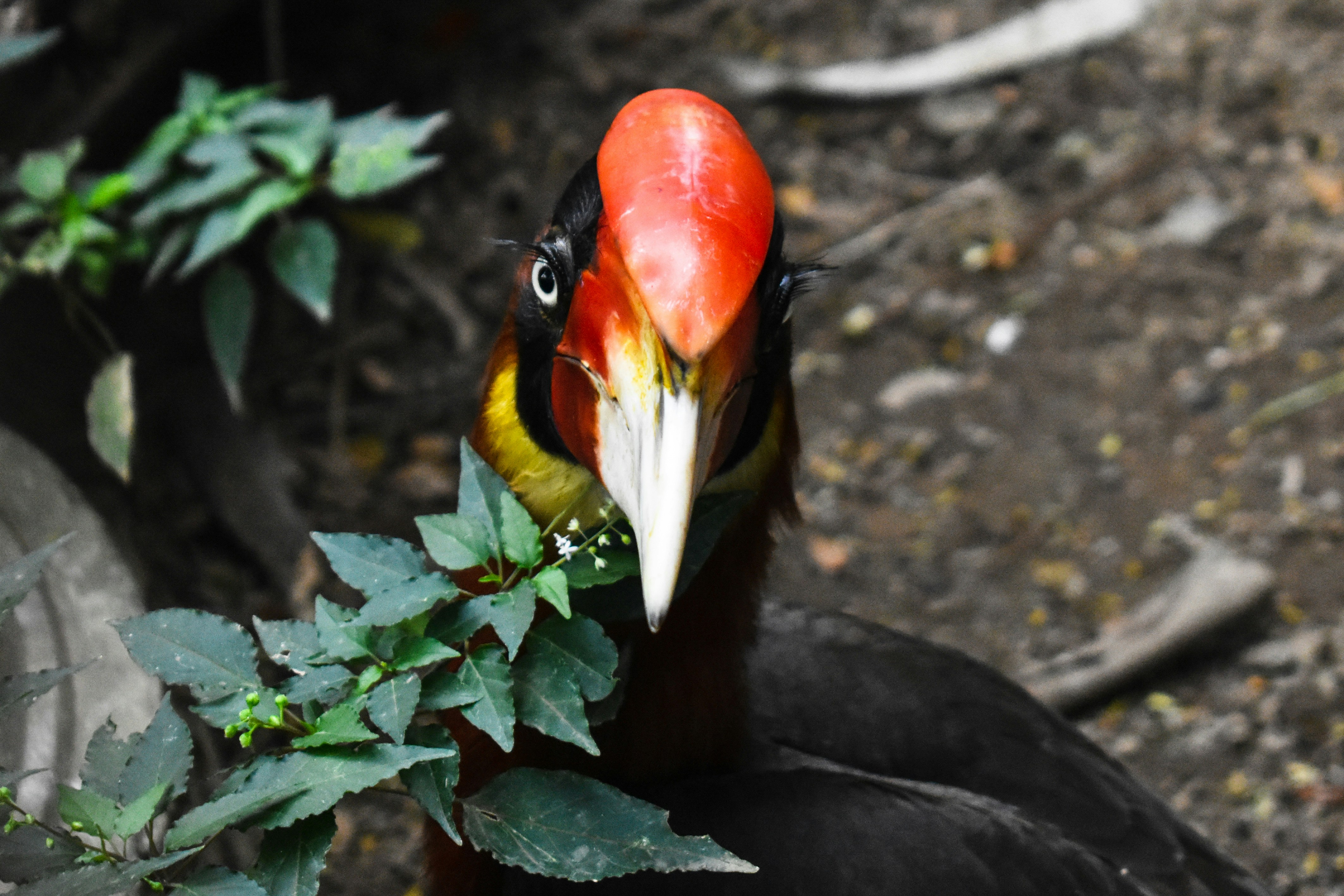 Crimson Casque Gaze: Hornbill Peers Through Leafy Gloom