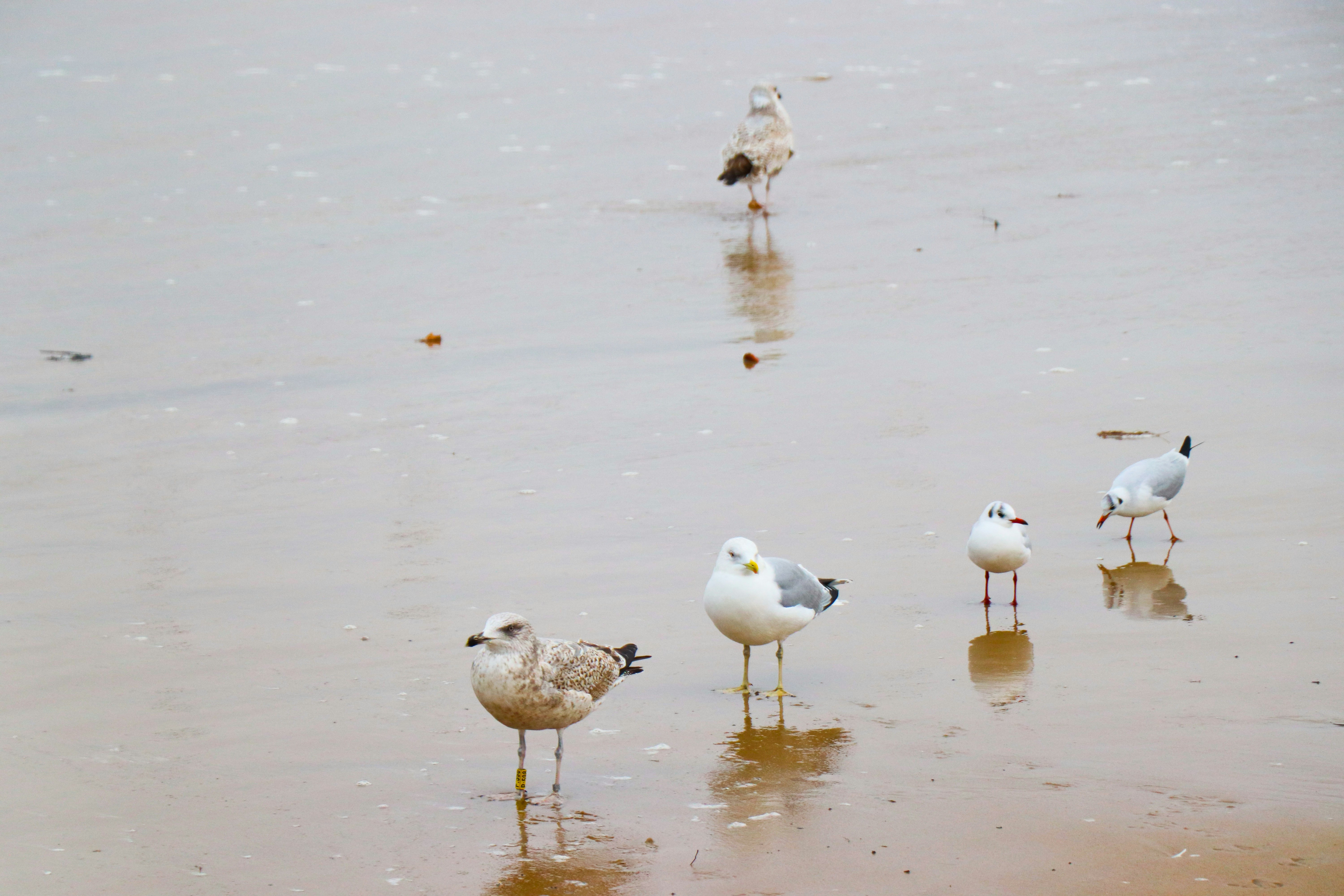 Glassy Shoreline: A Quiet Parade of Gulls
