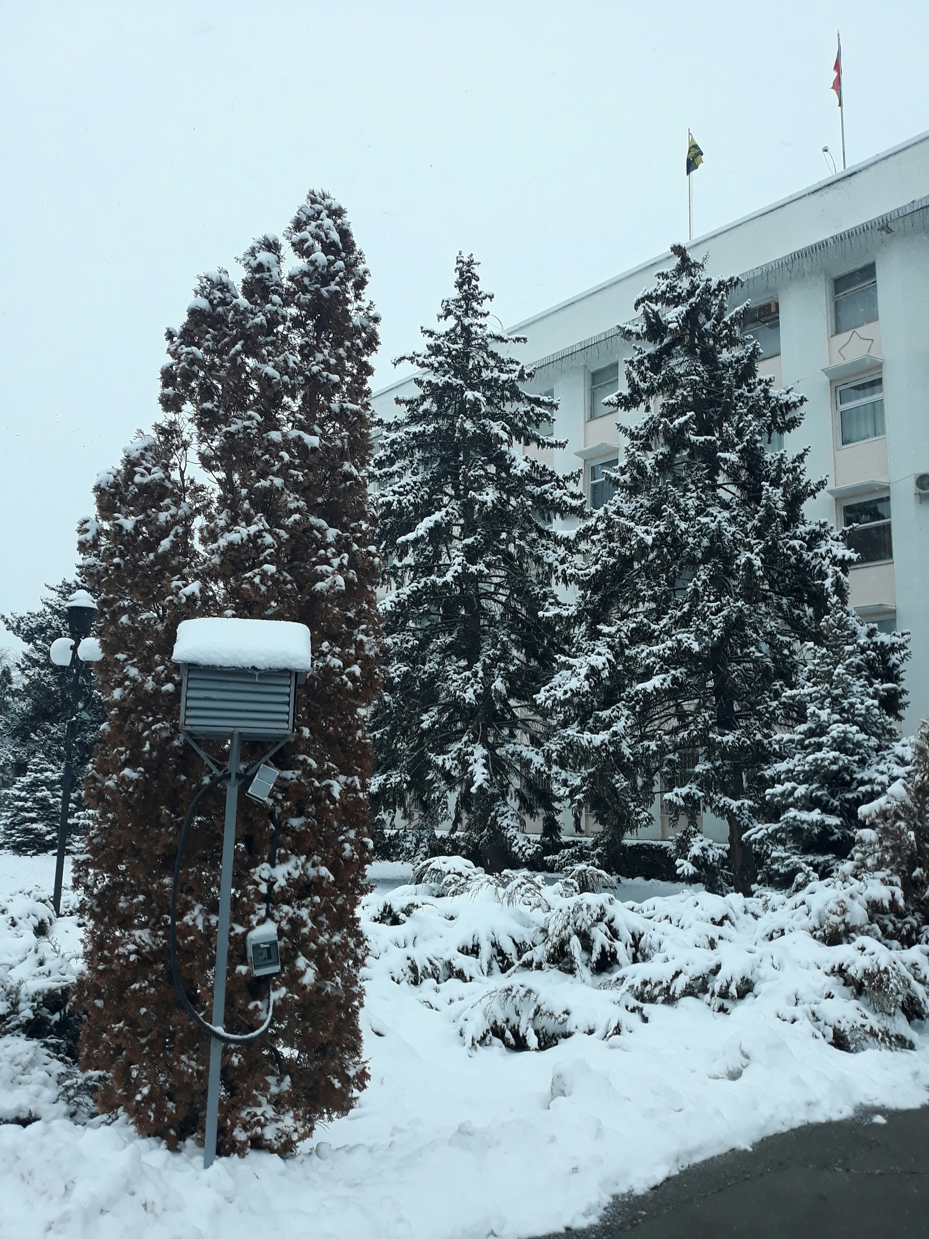 Snow blankets a campus landscape as tall evergreens flank a pale building, creating a quiet winter scene.