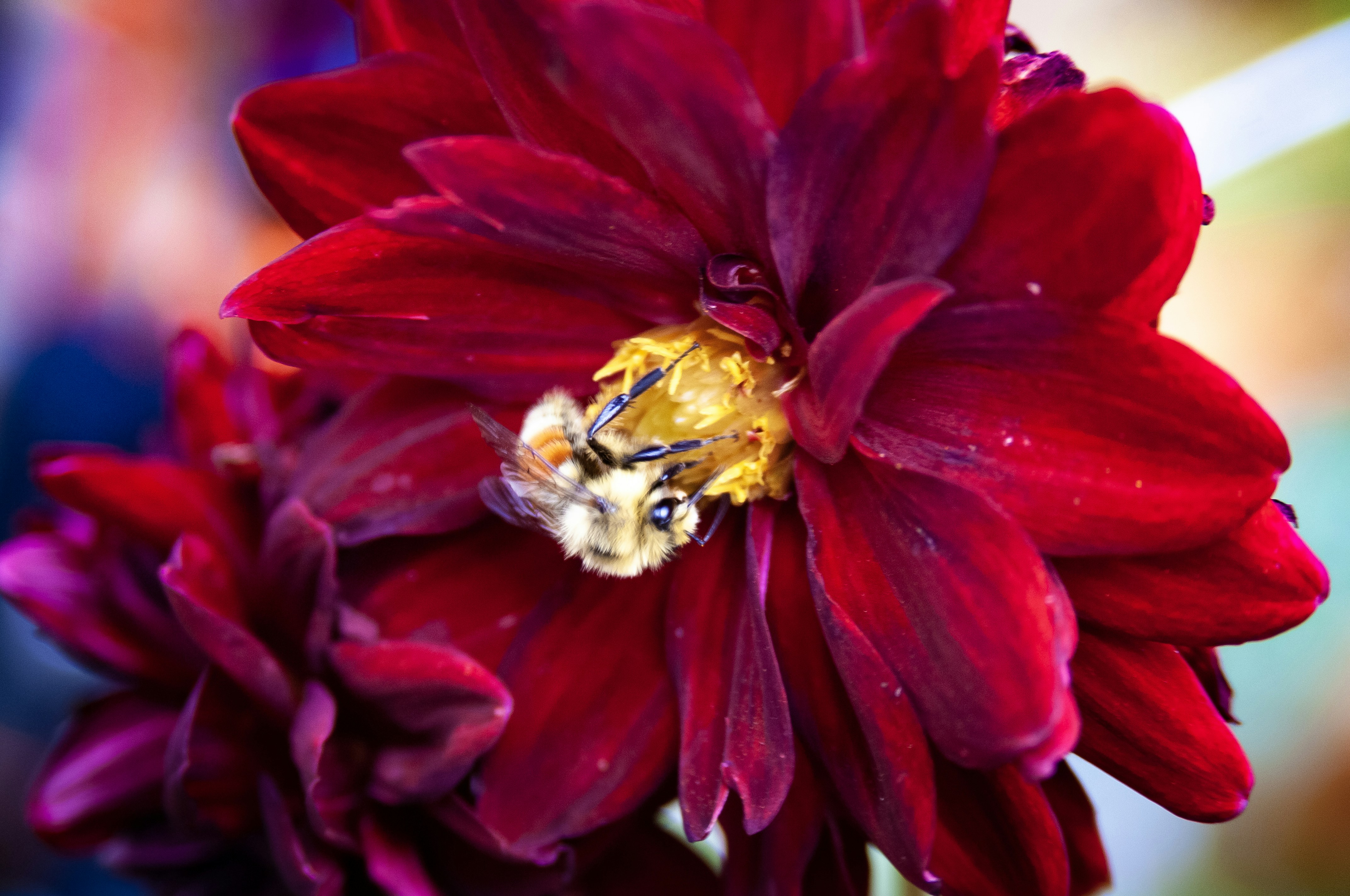 Amber in Bloom: A Bee's Moment on Velvet Petals