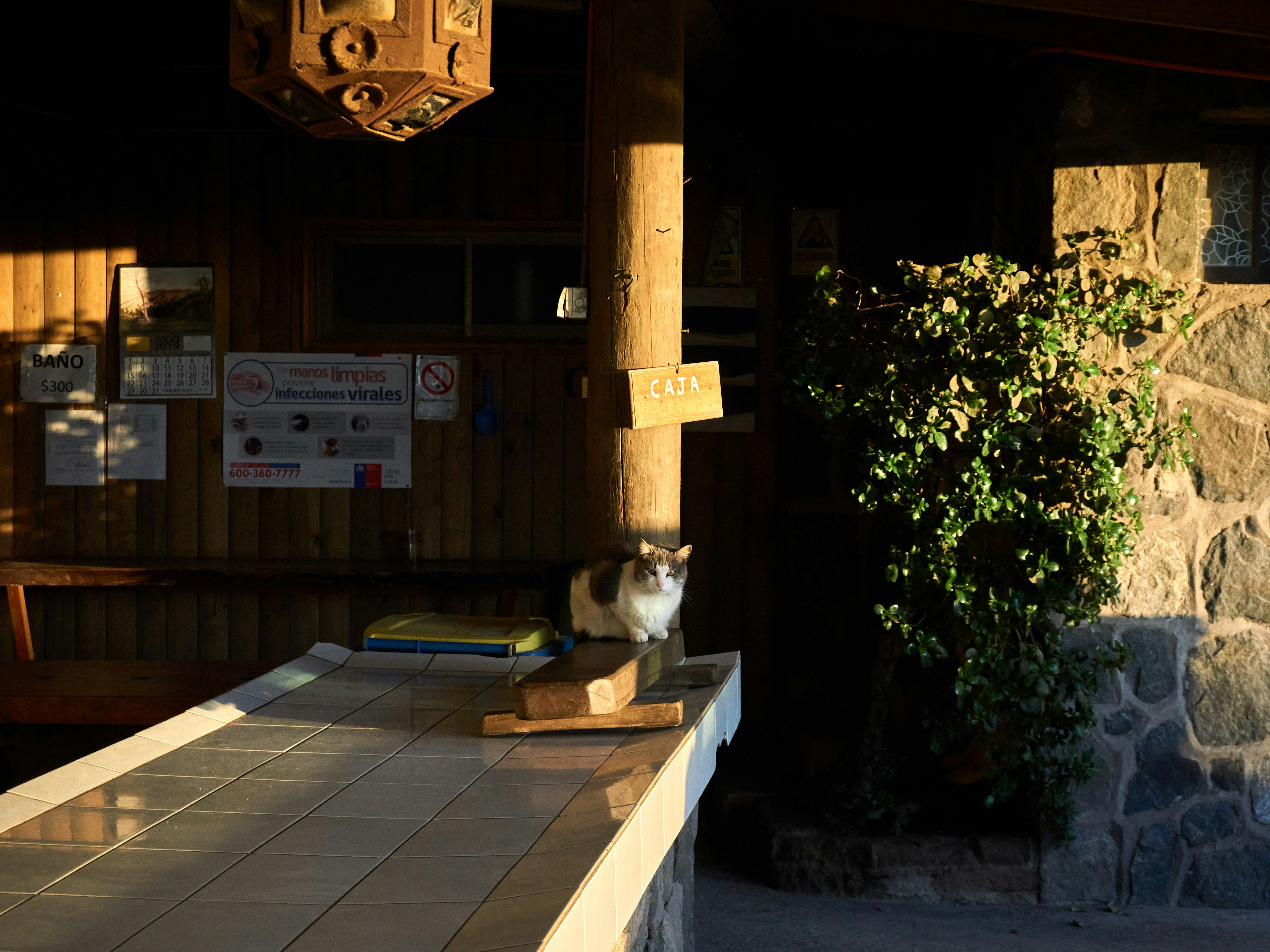 Whiskered Sentinel on a Sunlit Rustic Lodge Counter
