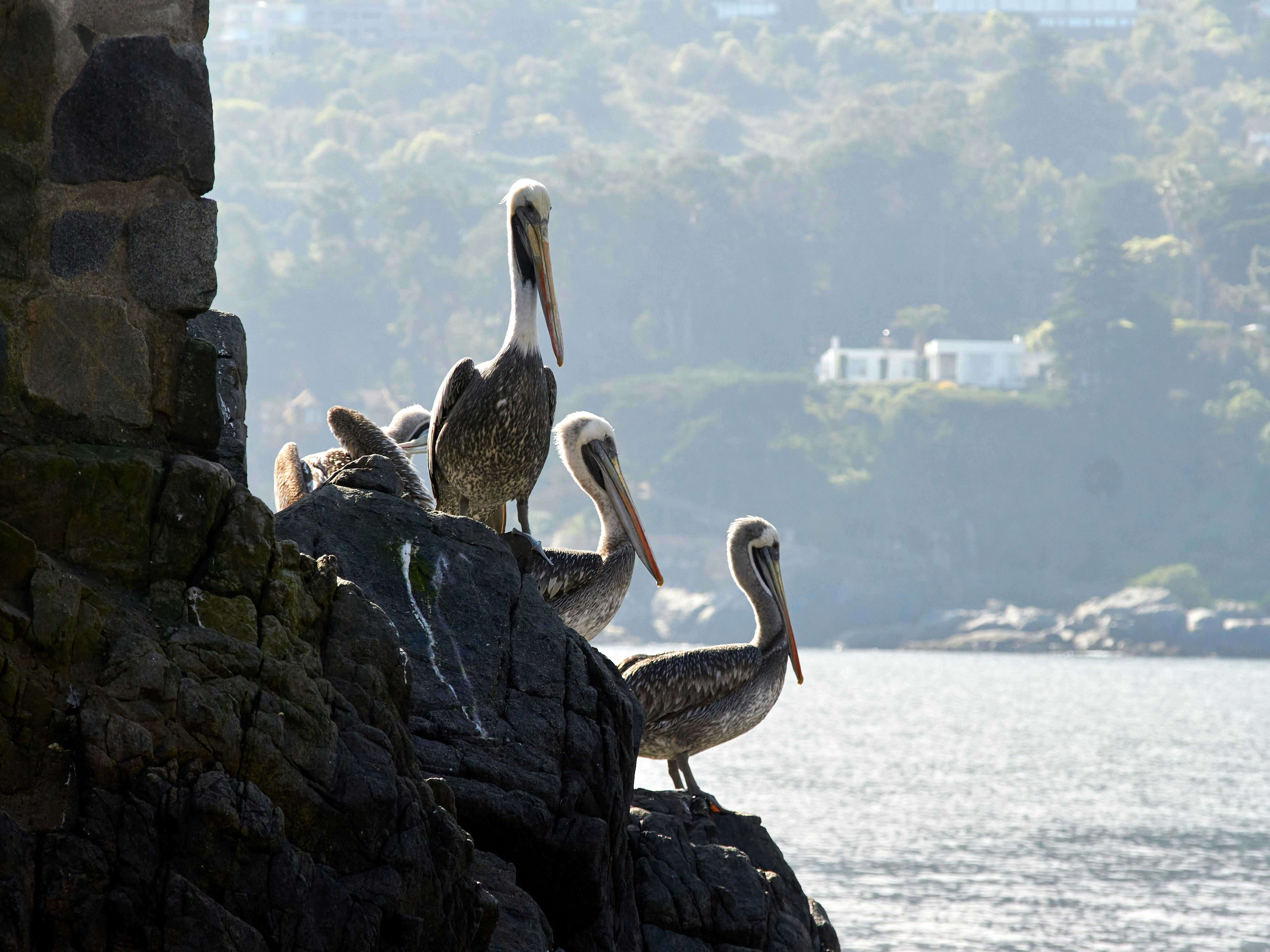 Pelicans standing on rugged coastal rocks with a misty shoreline in the background.
