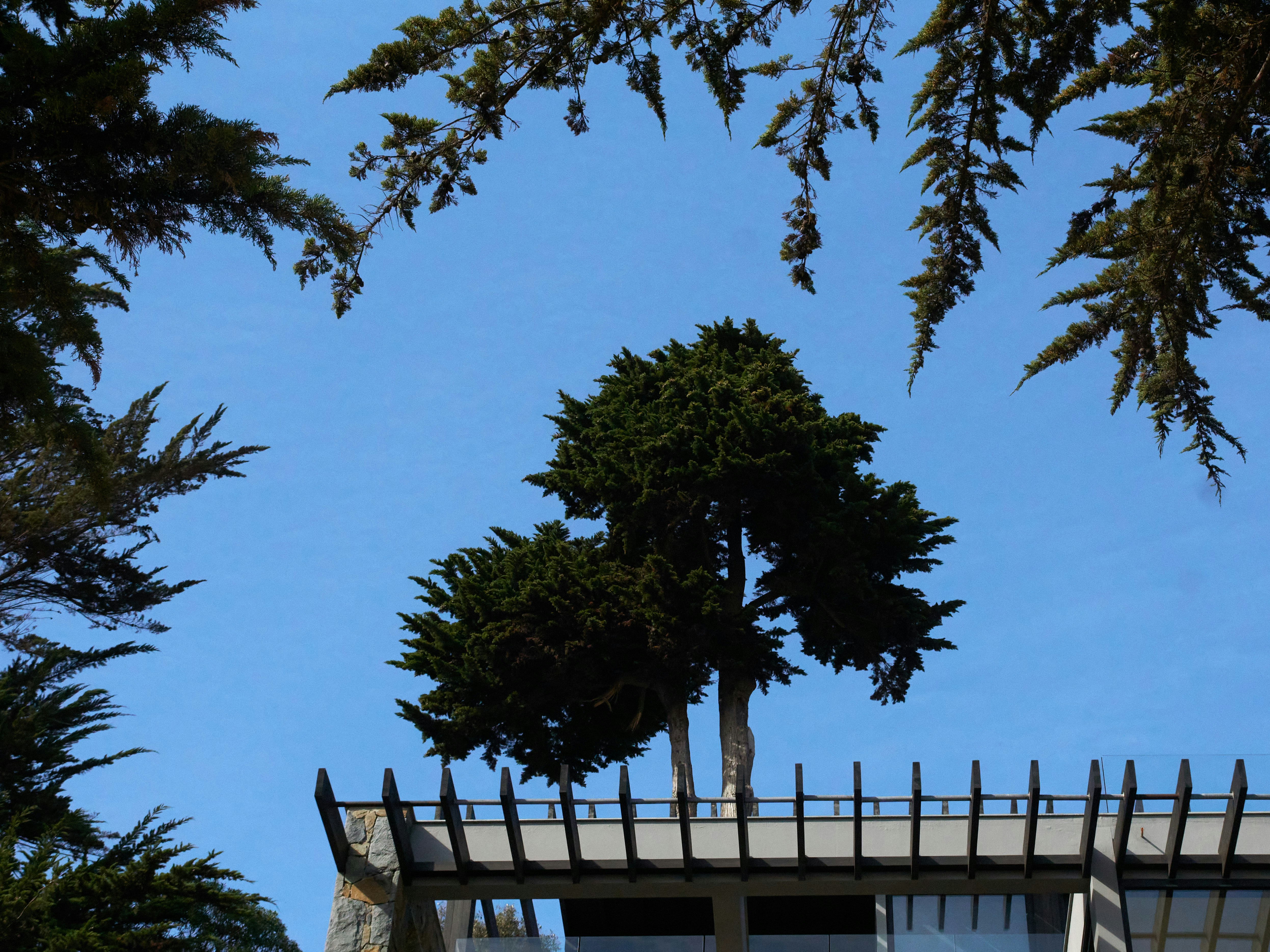 Tree Canopy Rooftop: A Quiet Summit With Blue Sky