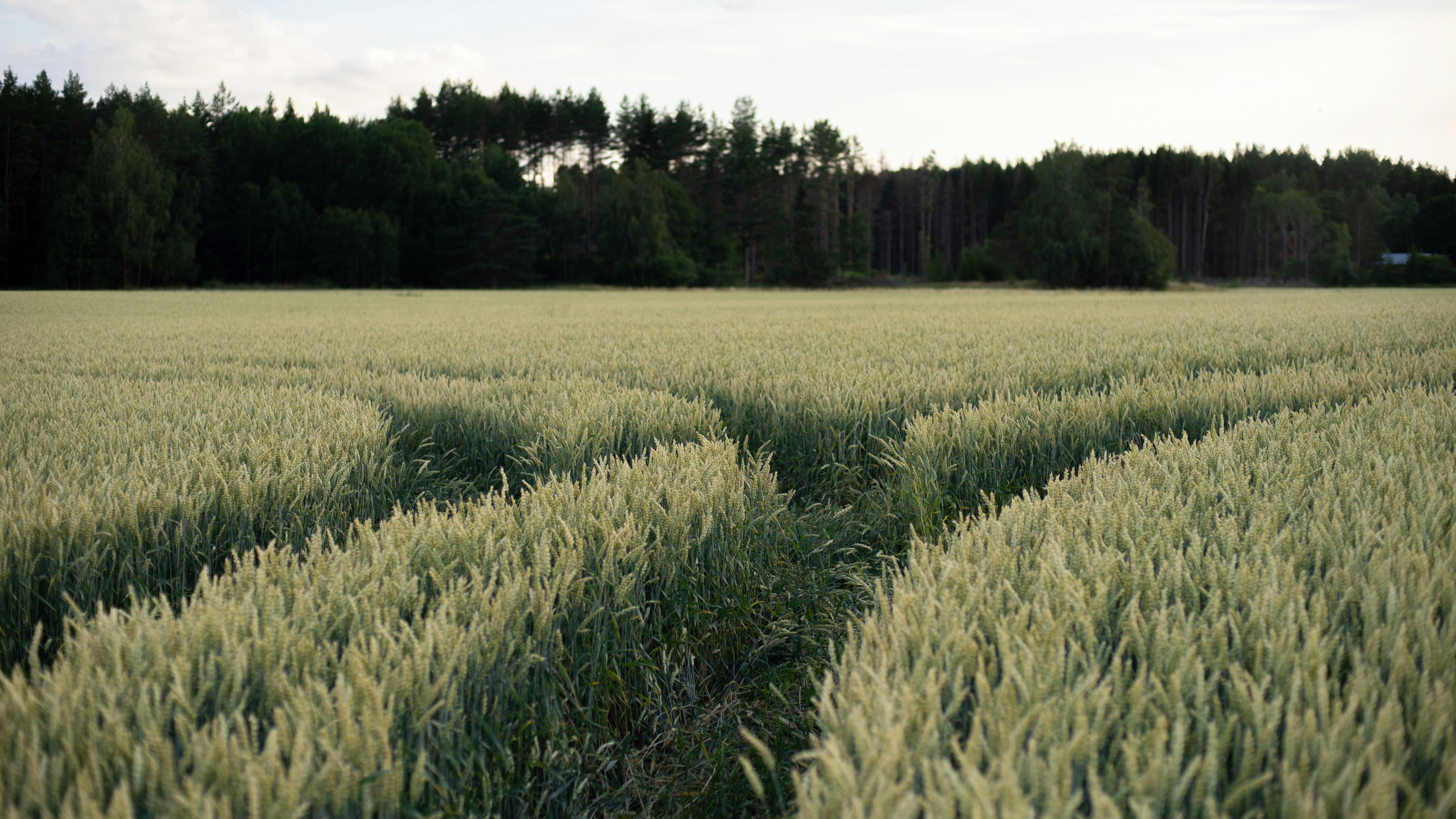 Edge of the Wheat Field: Quiet Boundary and Distant Forest
